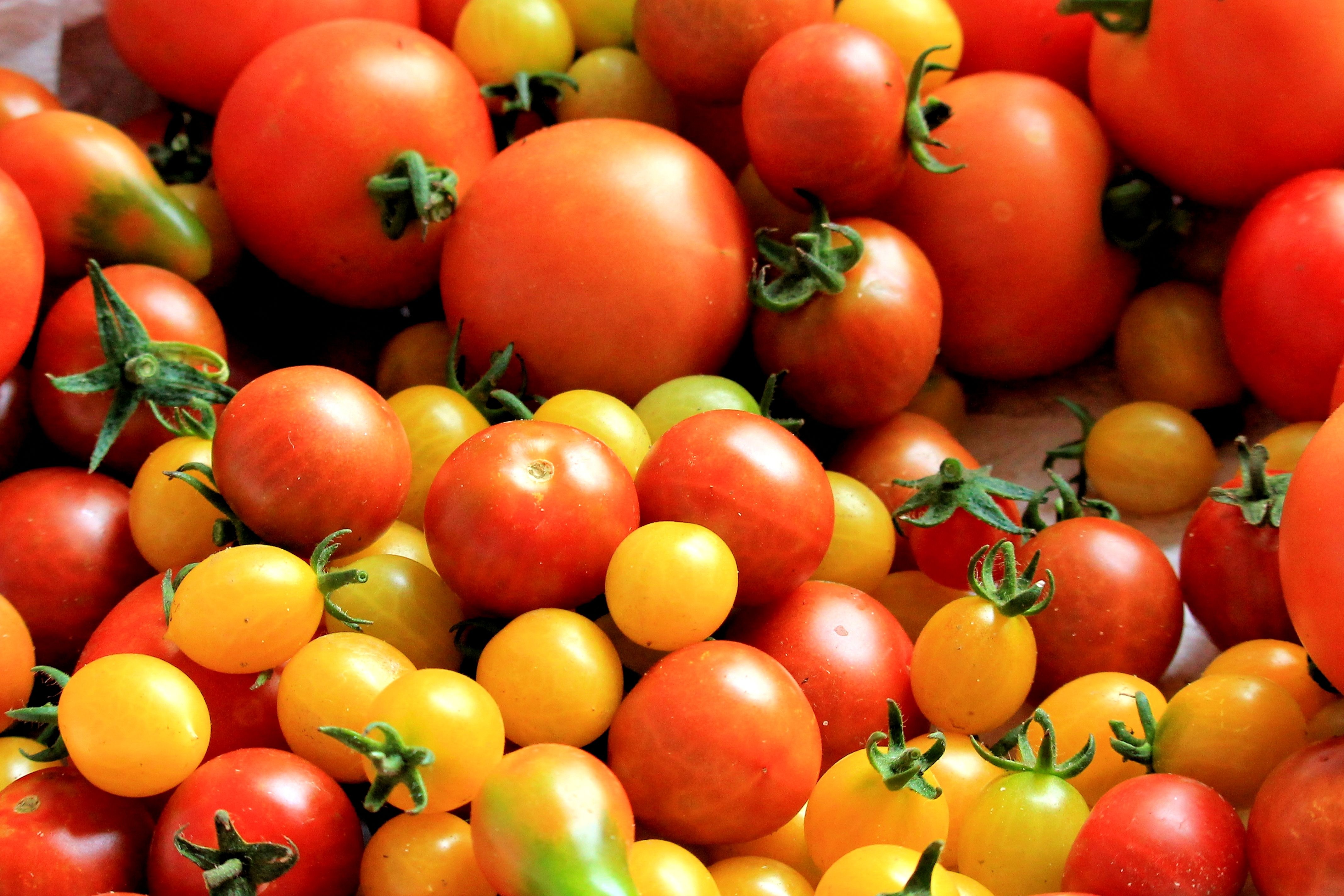 Tomato 4k Ultra HD Wallpaper | Background Image | 4272x2848 | ID:752173 ...