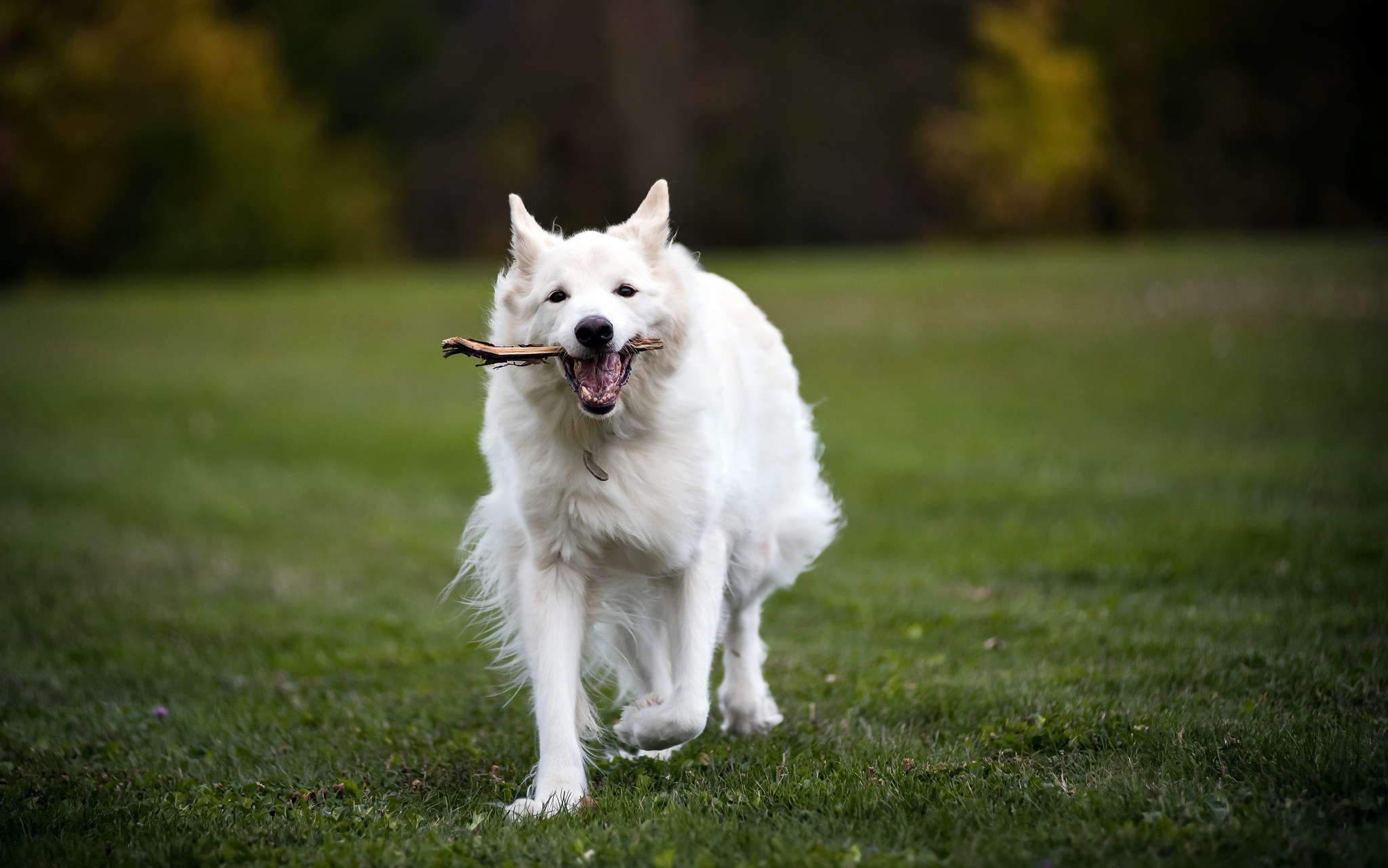 Download Grass Depth Of Field Animal Dog HD Wallpaper