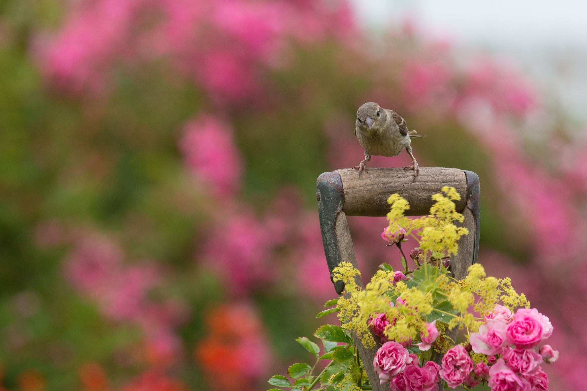 Download Rose Pink Flower Flower Blur Bird Animal Sparrow HD Wallpaper