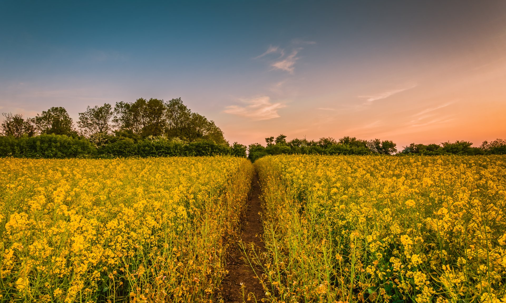 Download Path Field Yellow Nature Rapeseed 4k Ultra HD Wallpaper