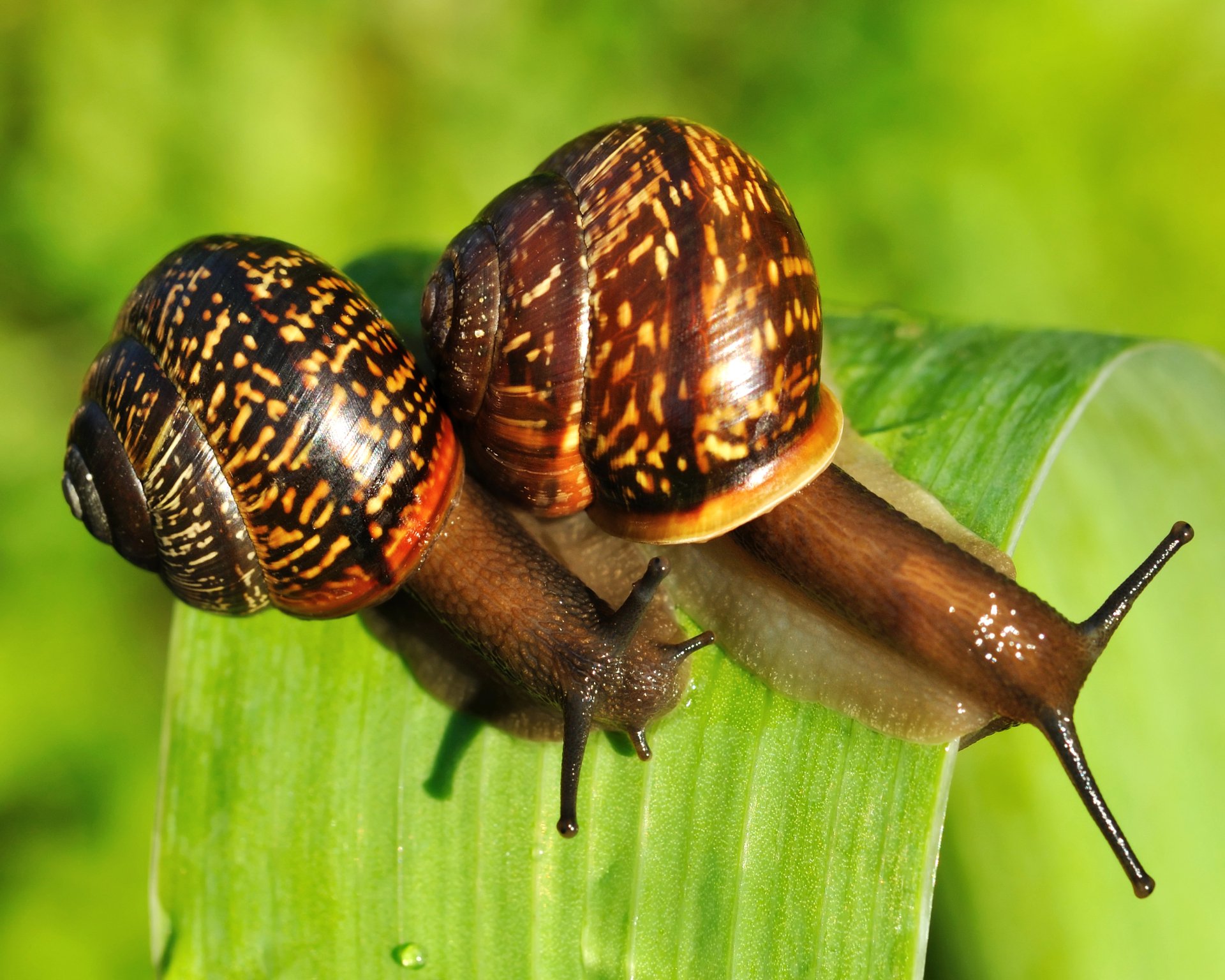 Download Macro Insect Animal Snail 4k Ultra HD Wallpaper