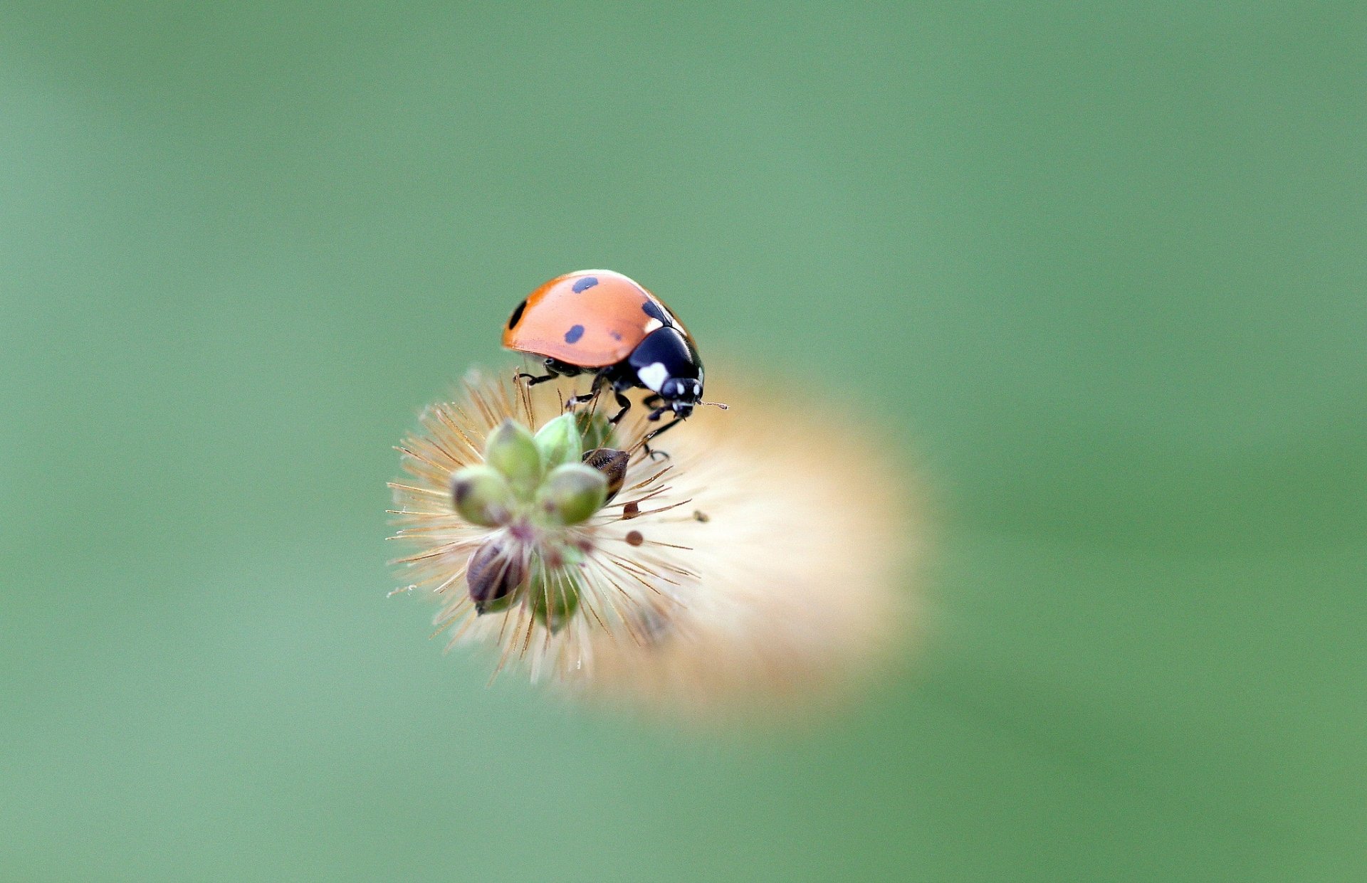 Download Insect Plant Blur Macro Animal Ladybug HD Wallpaper