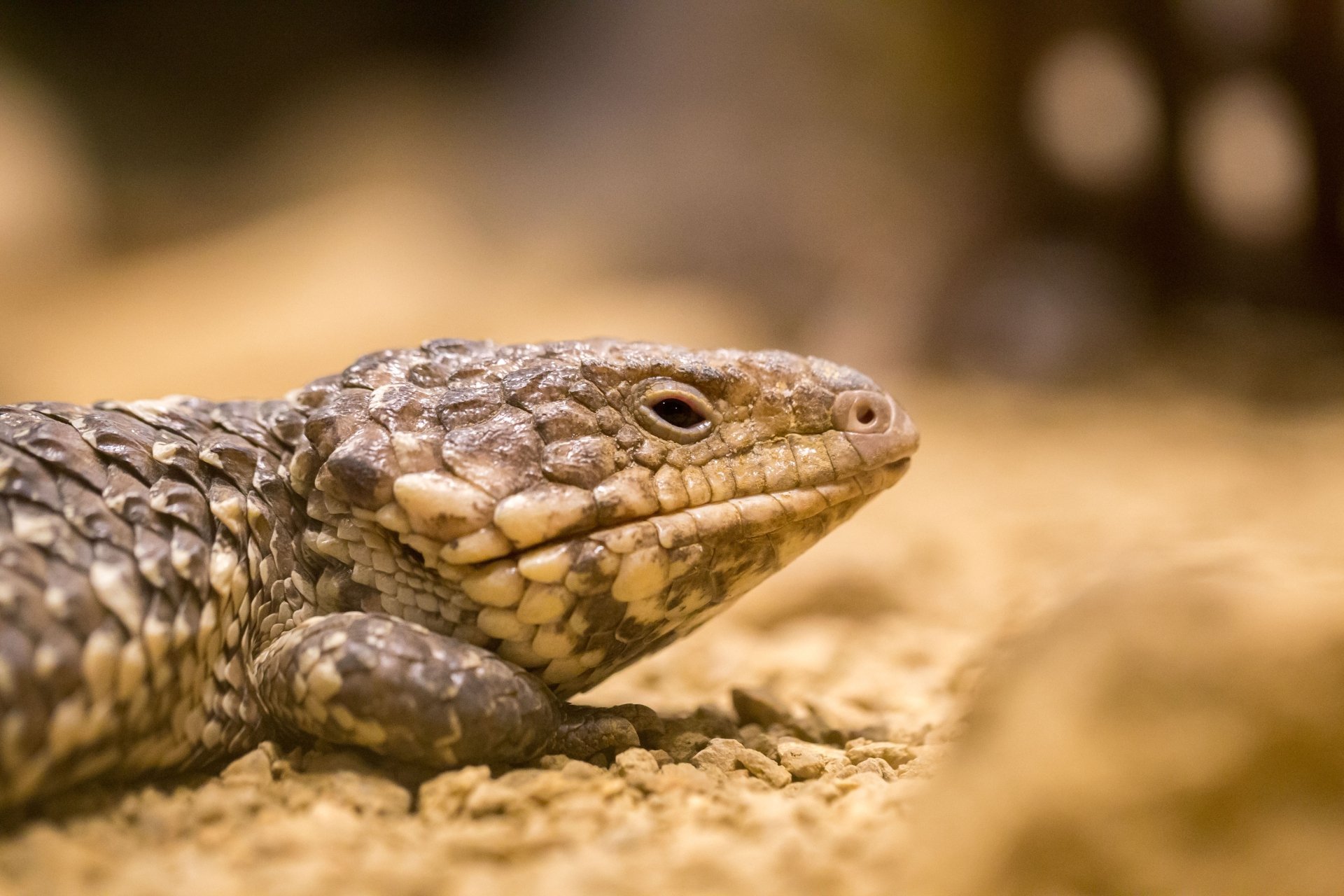 Download Reptile Animal Lizard 4k Ultra HD Wallpaper