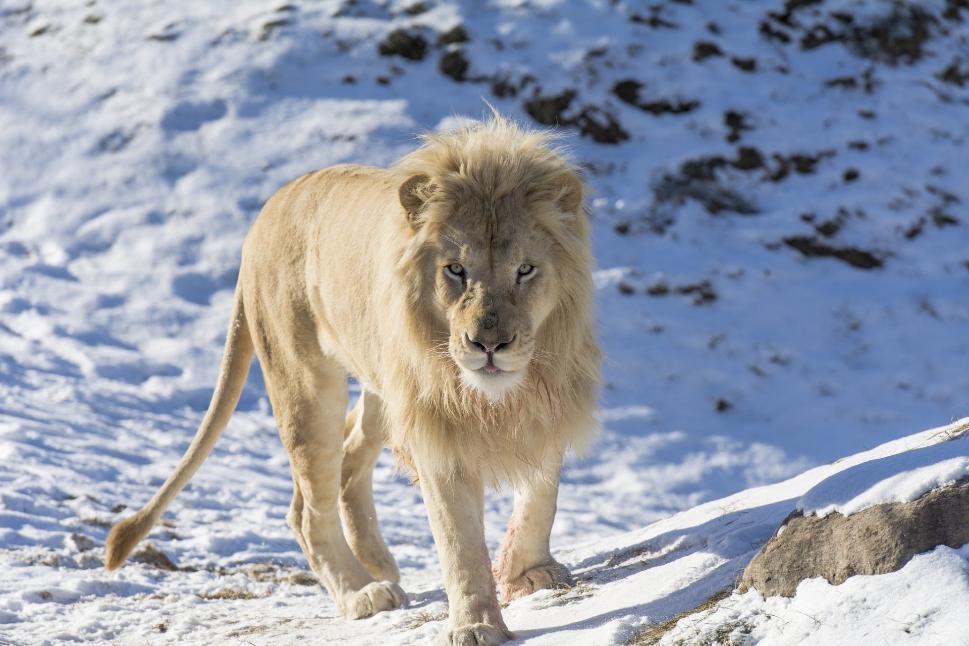 Winter King: Lion in Snow — HD Animal Wallpaper | 2048x1365 | Wallpaper ...