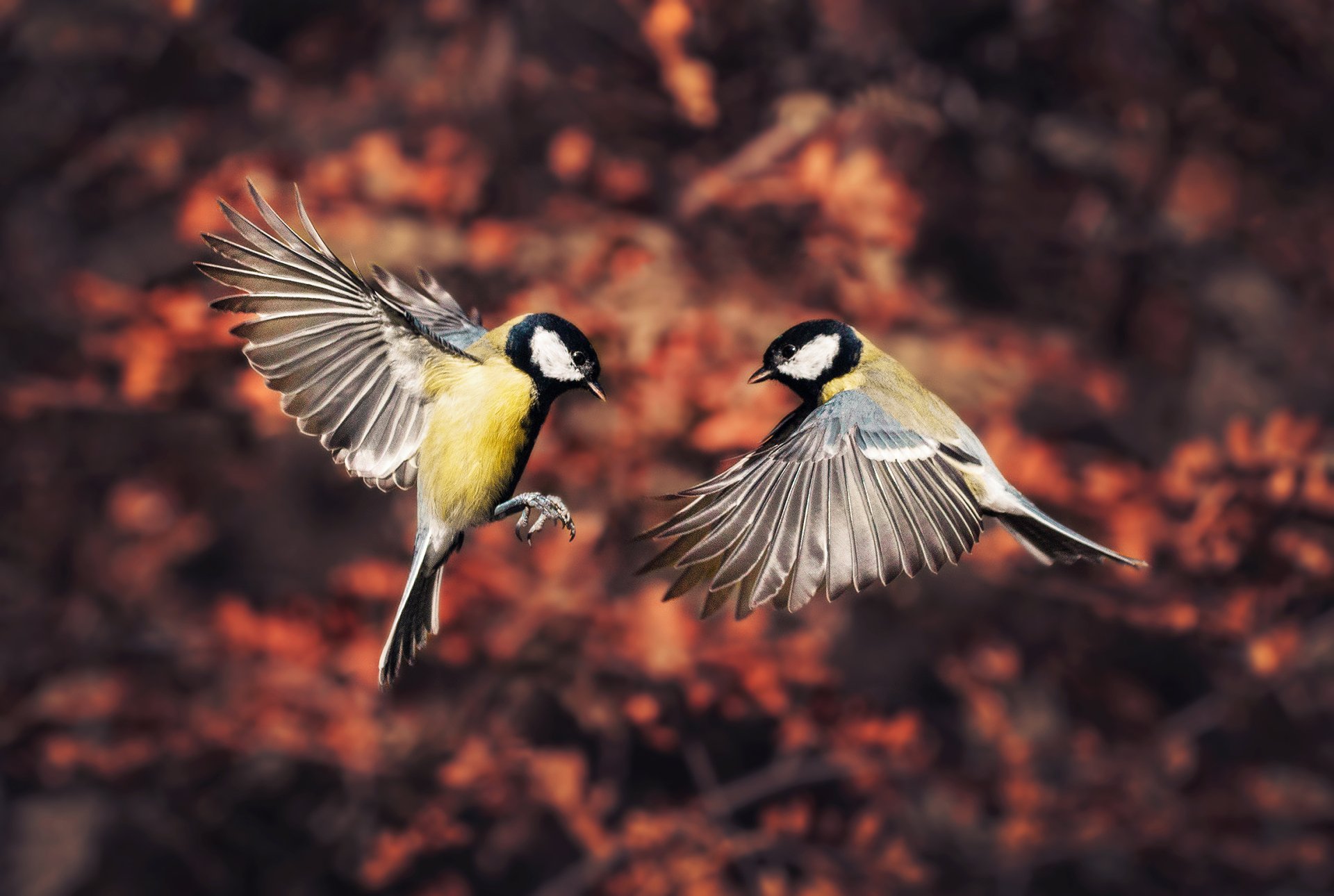 Download Flying Bird Animal Titmouse HD Wallpaper