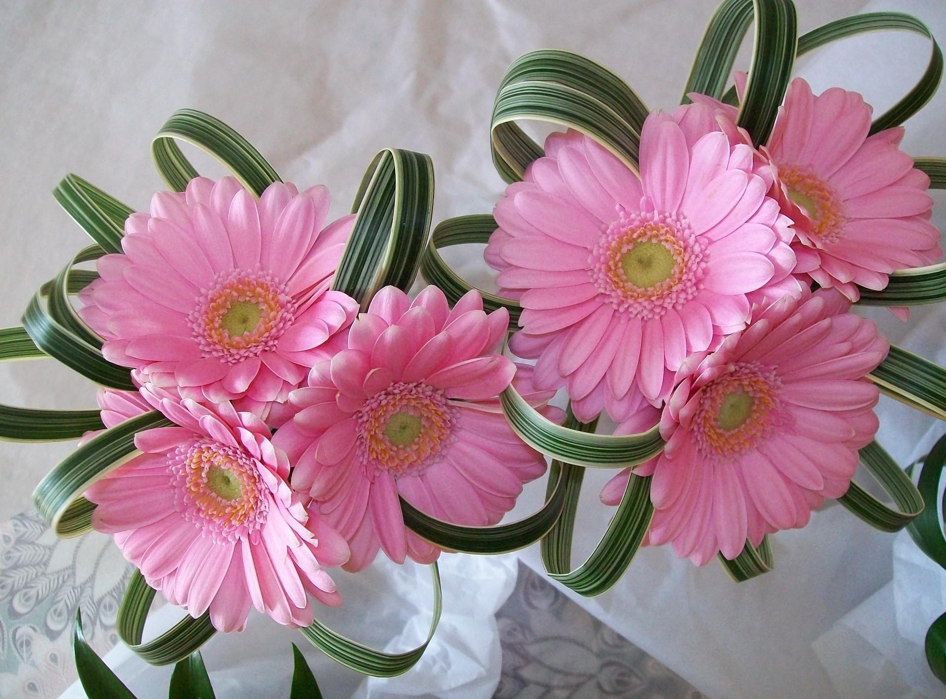 Pink Gerbera Flower Wallpapers