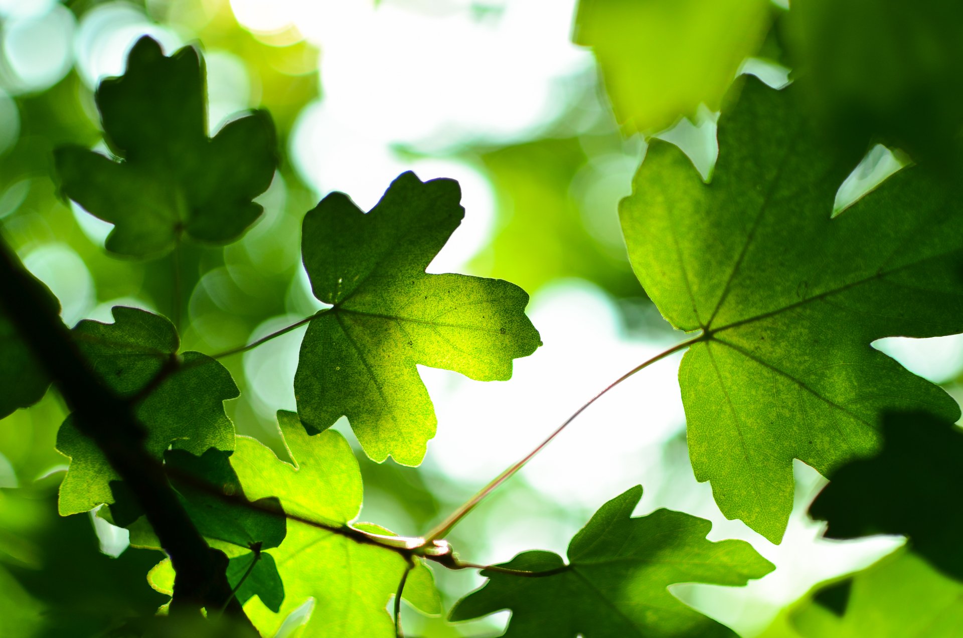 Leaf 4k Ultra HD Wallpaper