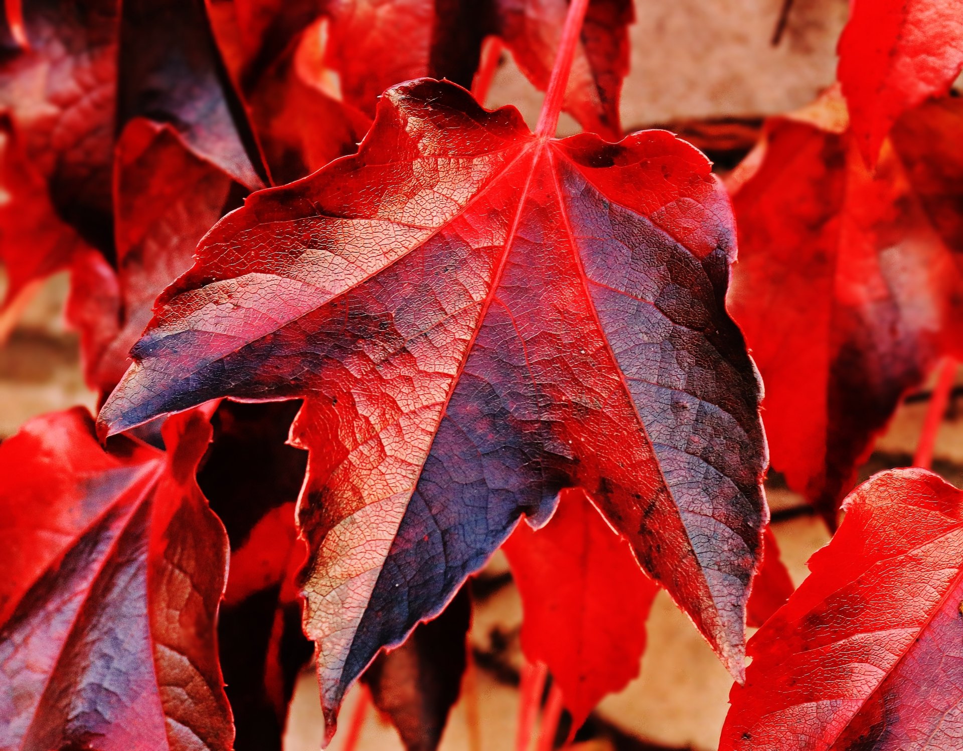Download Close-up Fall Nature Leaf 4k Ultra HD Wallpaper