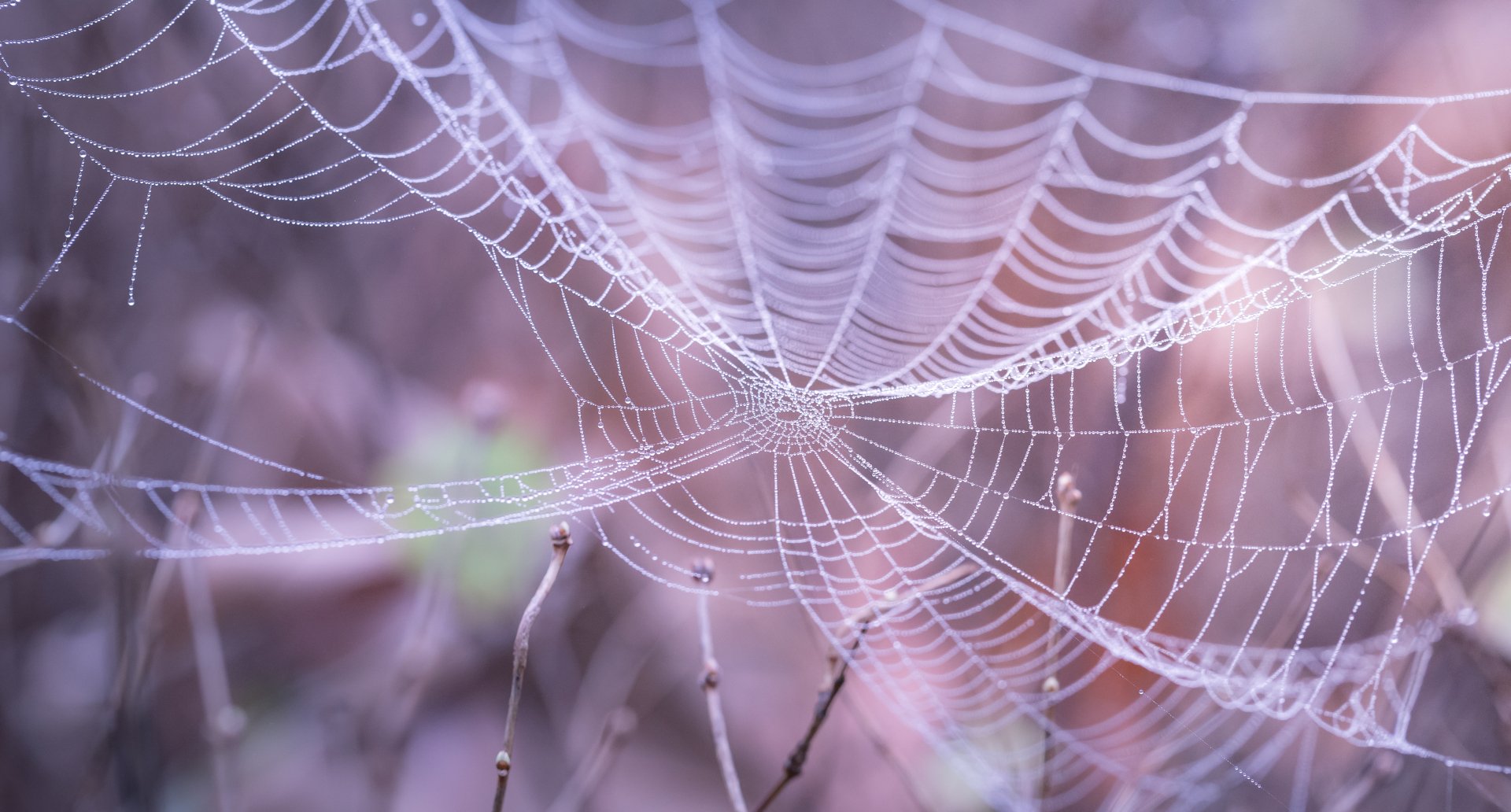 Download Photography Spider Web 4k Ultra HD Wallpaper