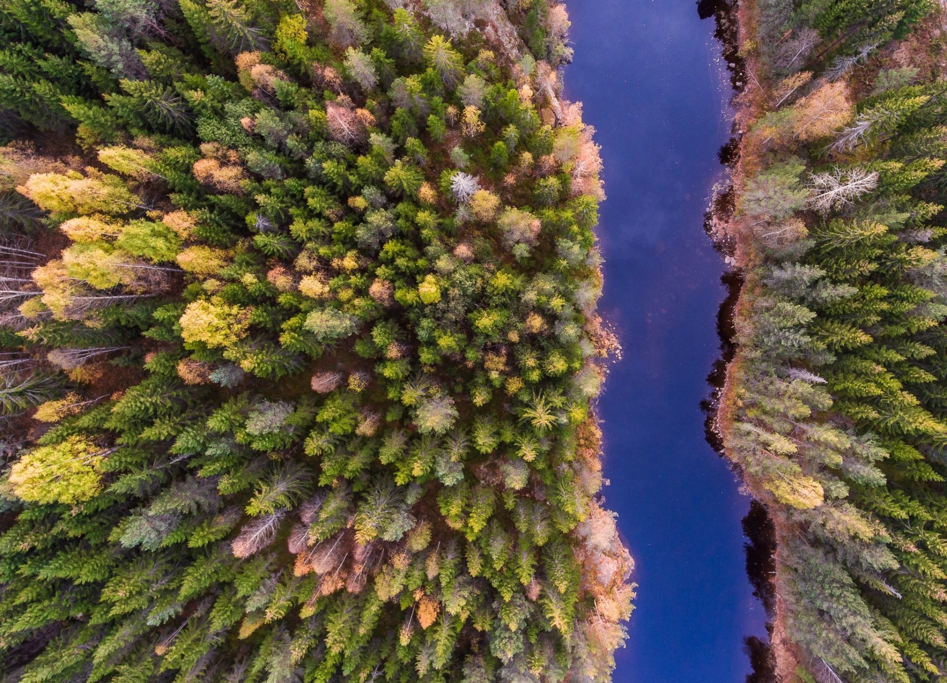 Download Aerial Tree Forest Nature River HD Wallpaper