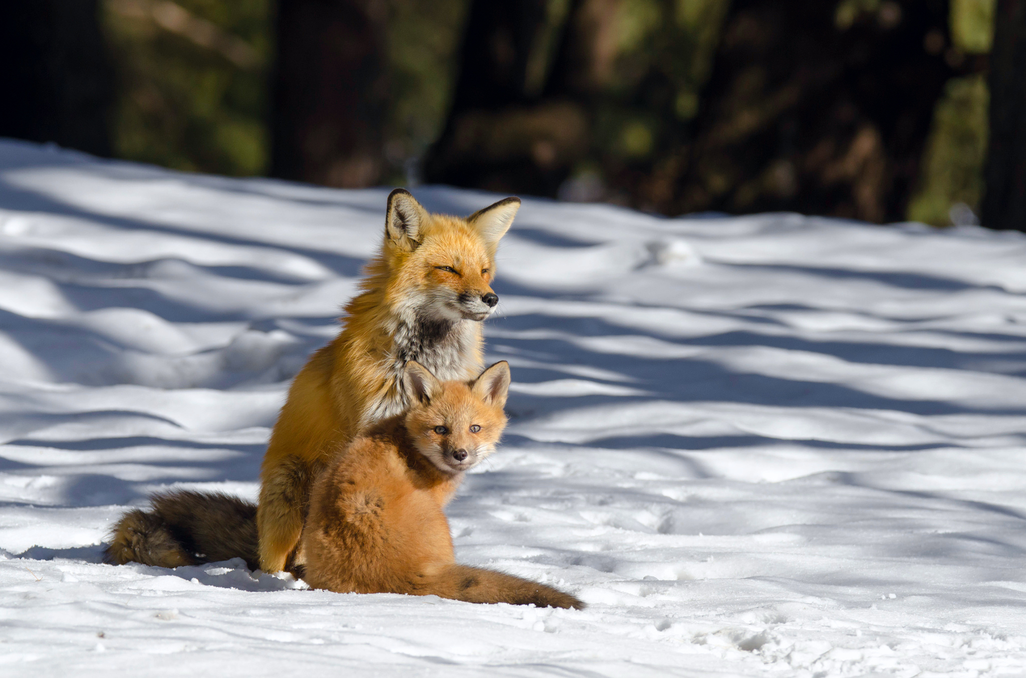 Download Snow Winter Baby Animal Animal Fox HD Wallpaper
