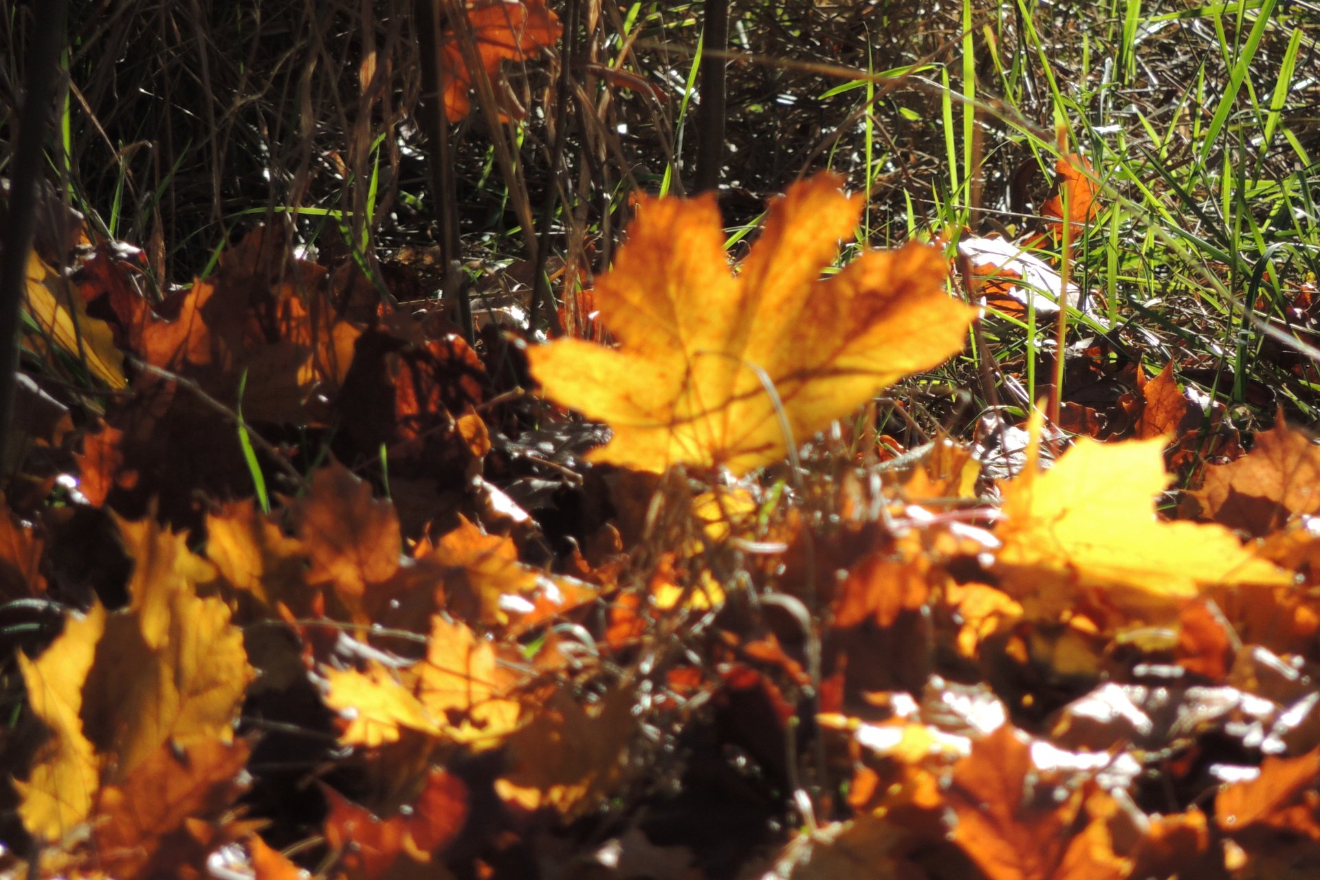 Download Fall Nature Leaf 4k Ultra HD Wallpaper
