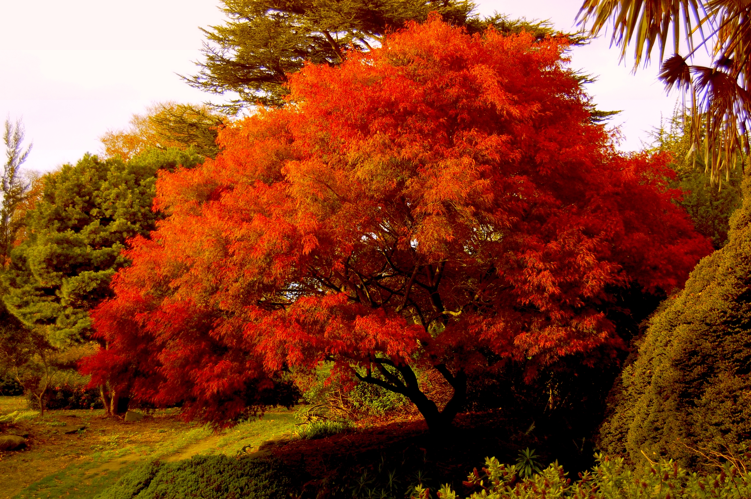Download Orange (Color) Fall Nature Tree HD Wallpaper