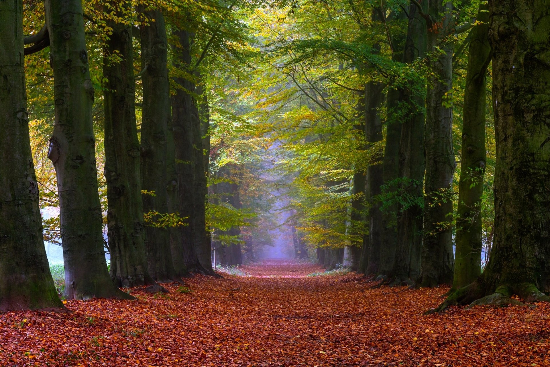 Serene Fall Pathway Through Tree-Lined Nature – HD Wallpaper