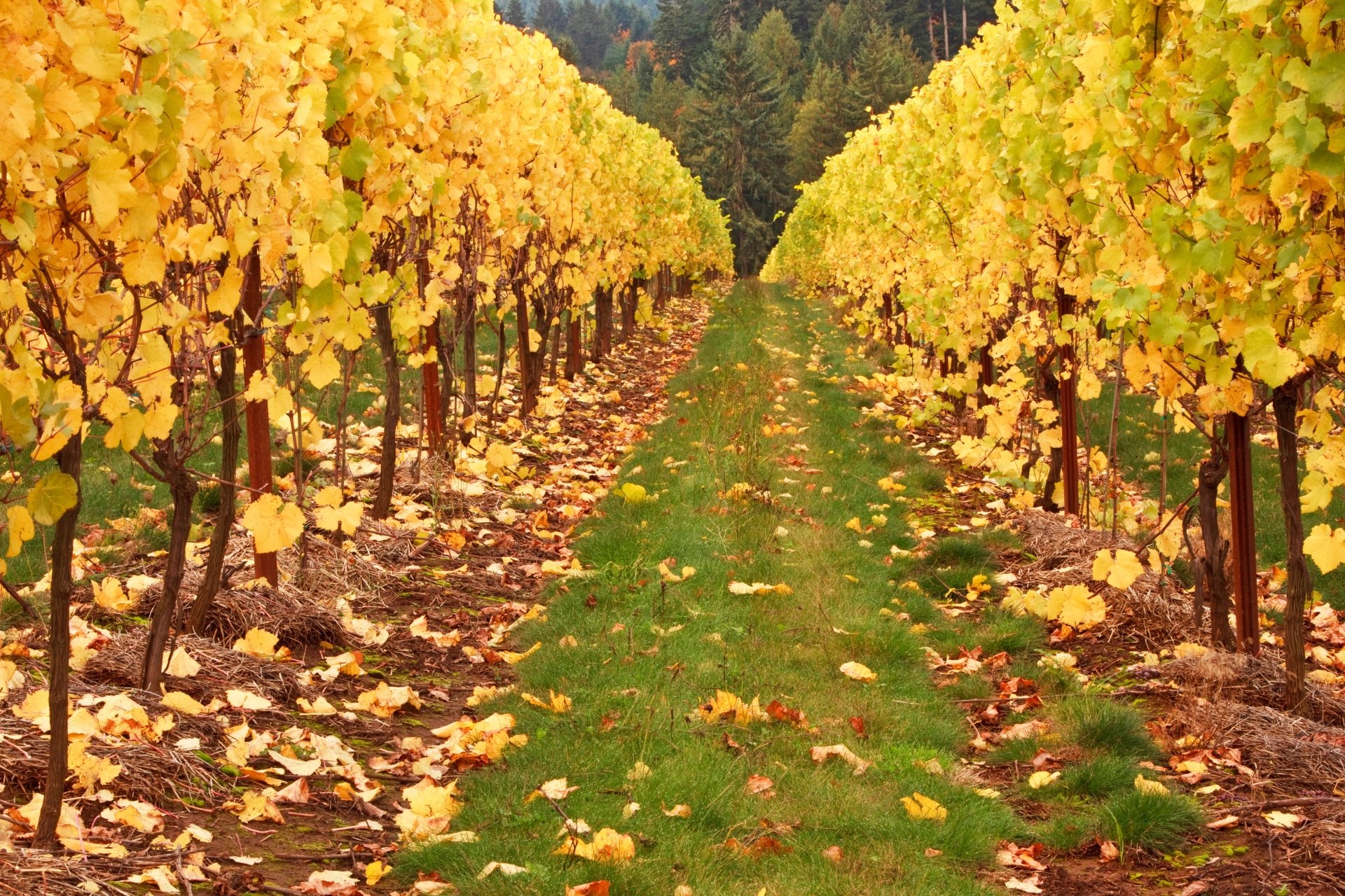 Golden Vineyard Rows in Autumn – 4K Ultra HD Wallpaper