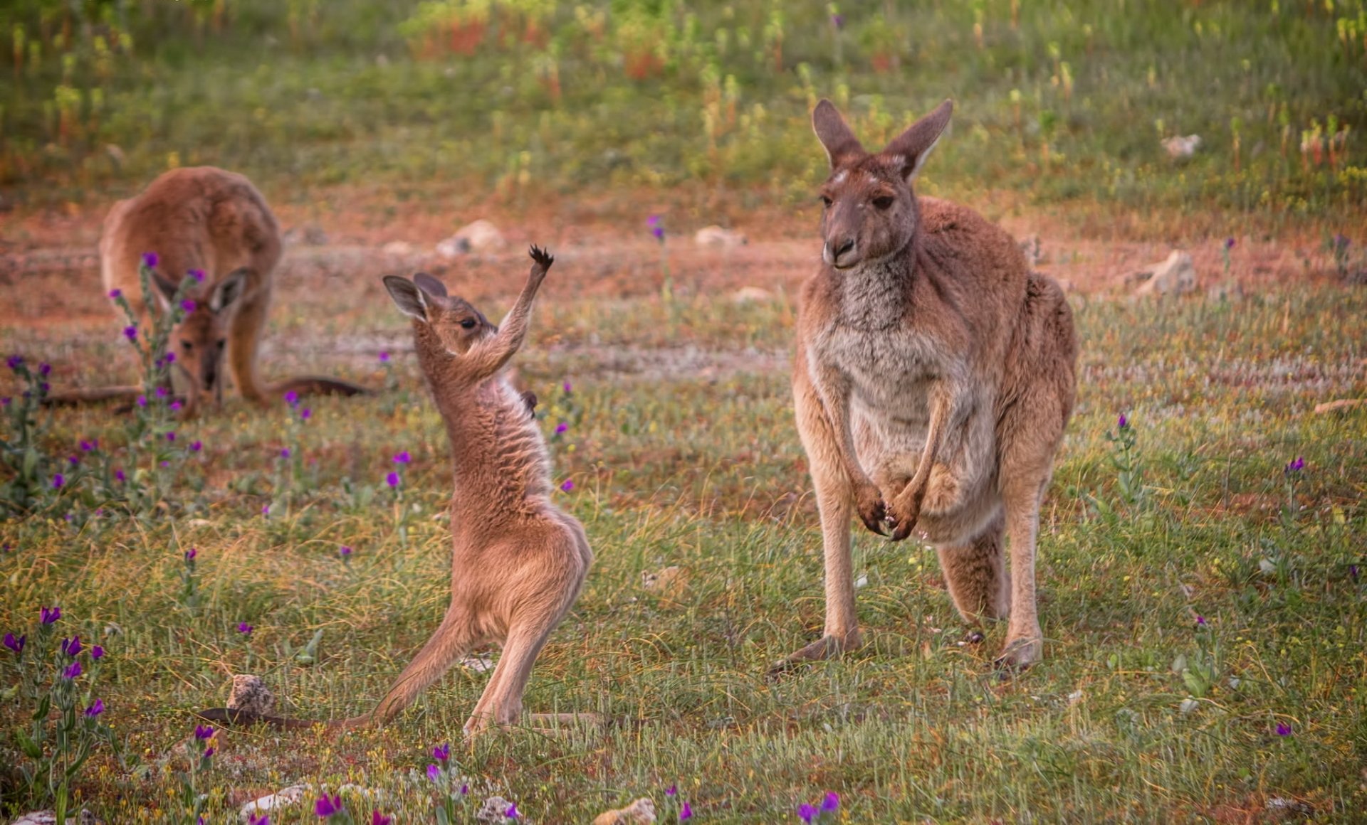 Download Baby Animal Animal Kangaroo HD Wallpaper