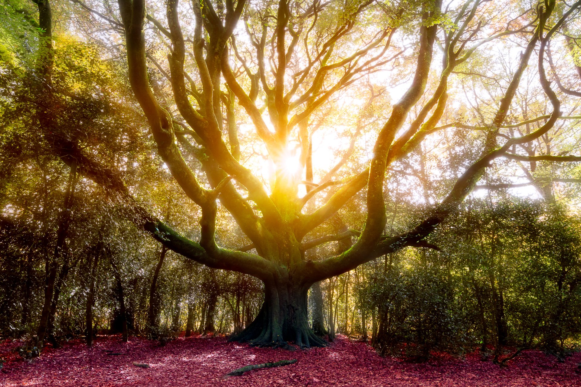 Download Fall Sunbeam Nature Tree HD Wallpaper