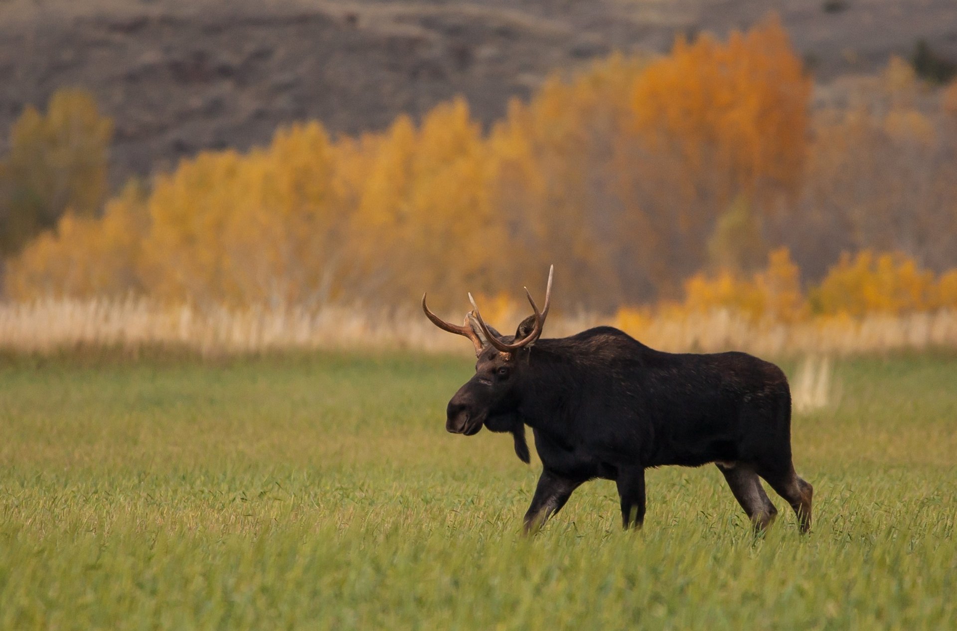 Download Depth Of Field Grass Animal Moose HD Wallpaper