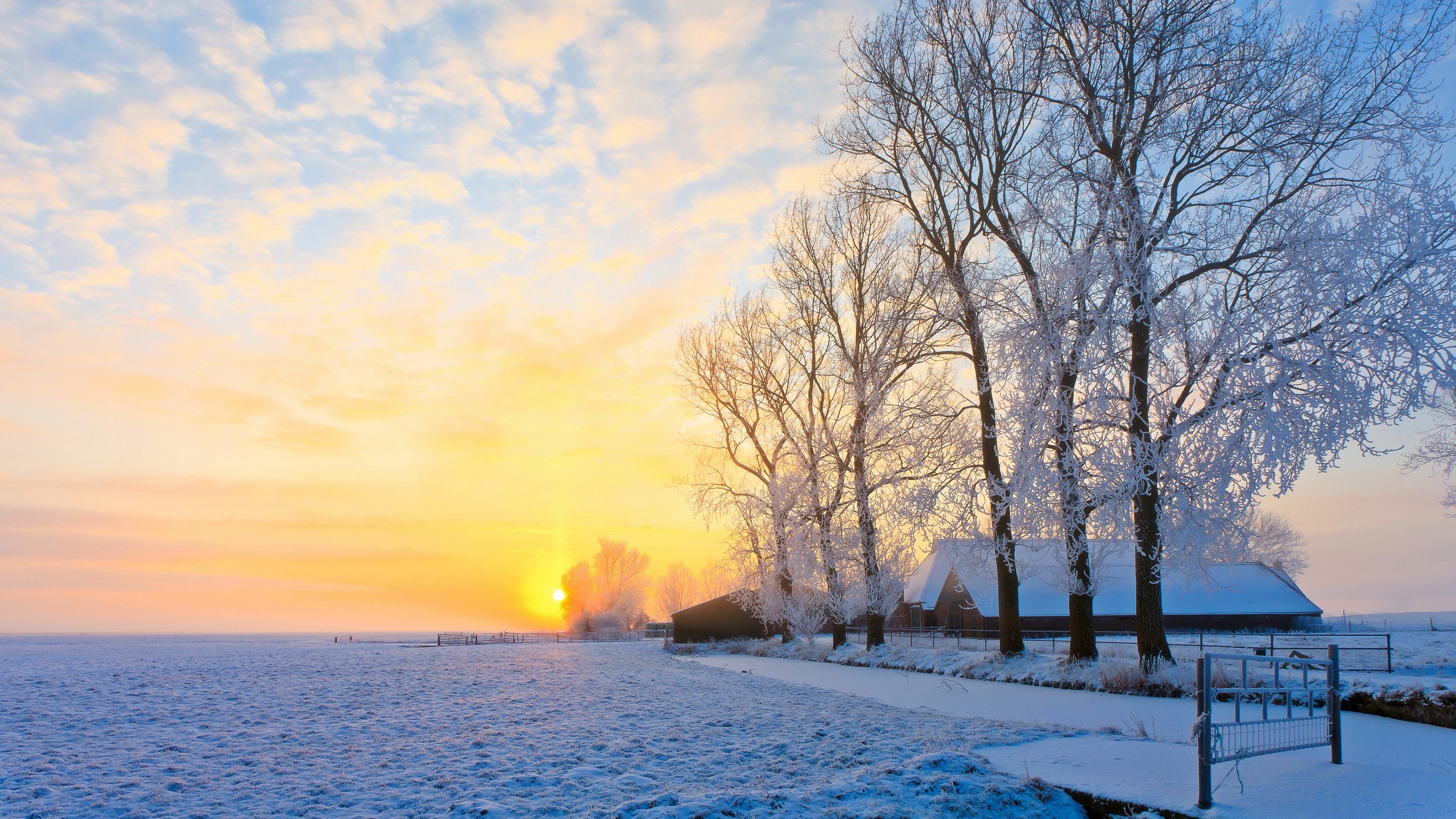 Download Horizon Sunset Snow Tree Field Earth Photography Winter HD ...