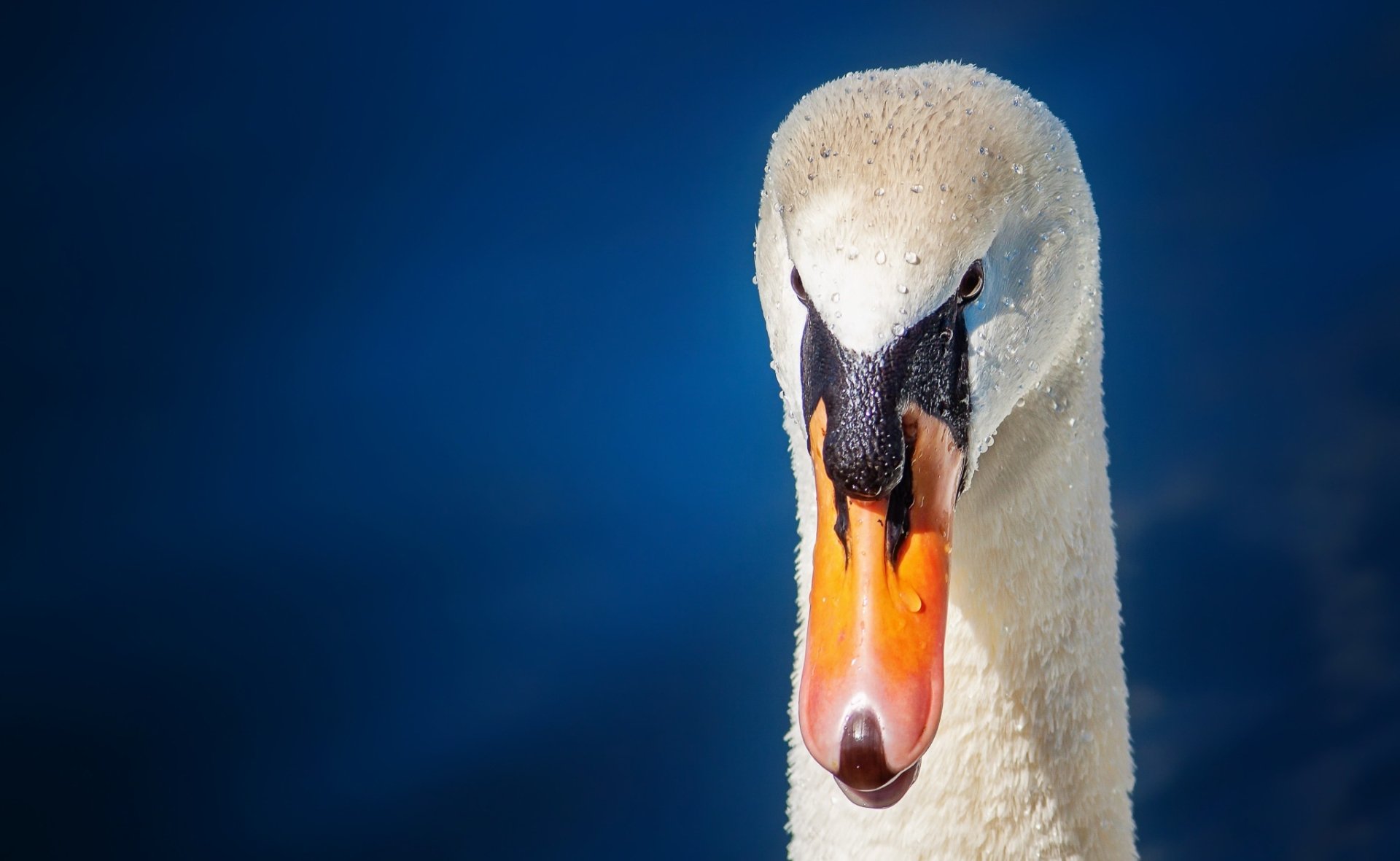 Download Beak Close-up Bird Swan Animal Mute Swan HD Wallpaper