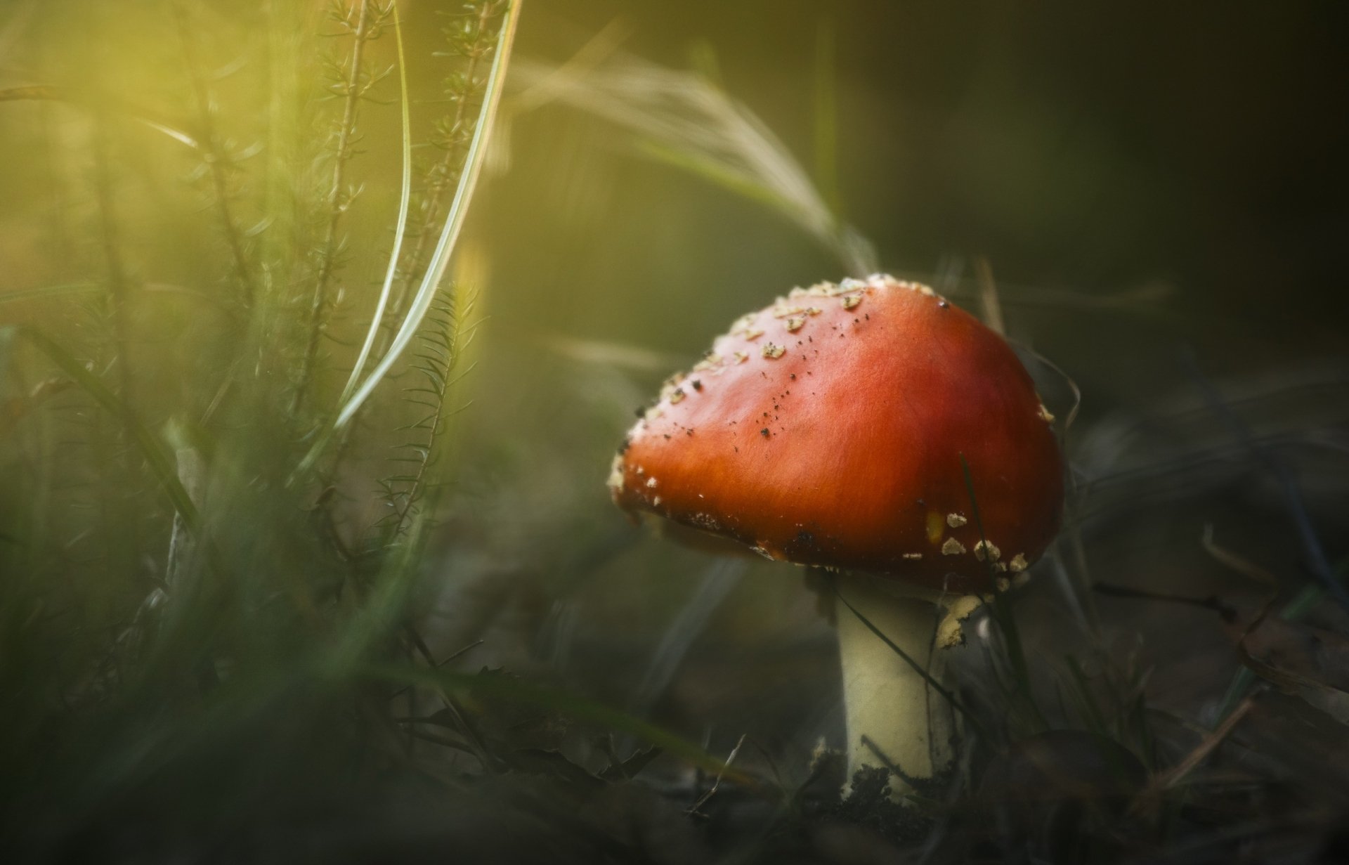 Download Nature Close-up Mushroom HD Wallpaper | 2560x1641 | Wallpaper ...