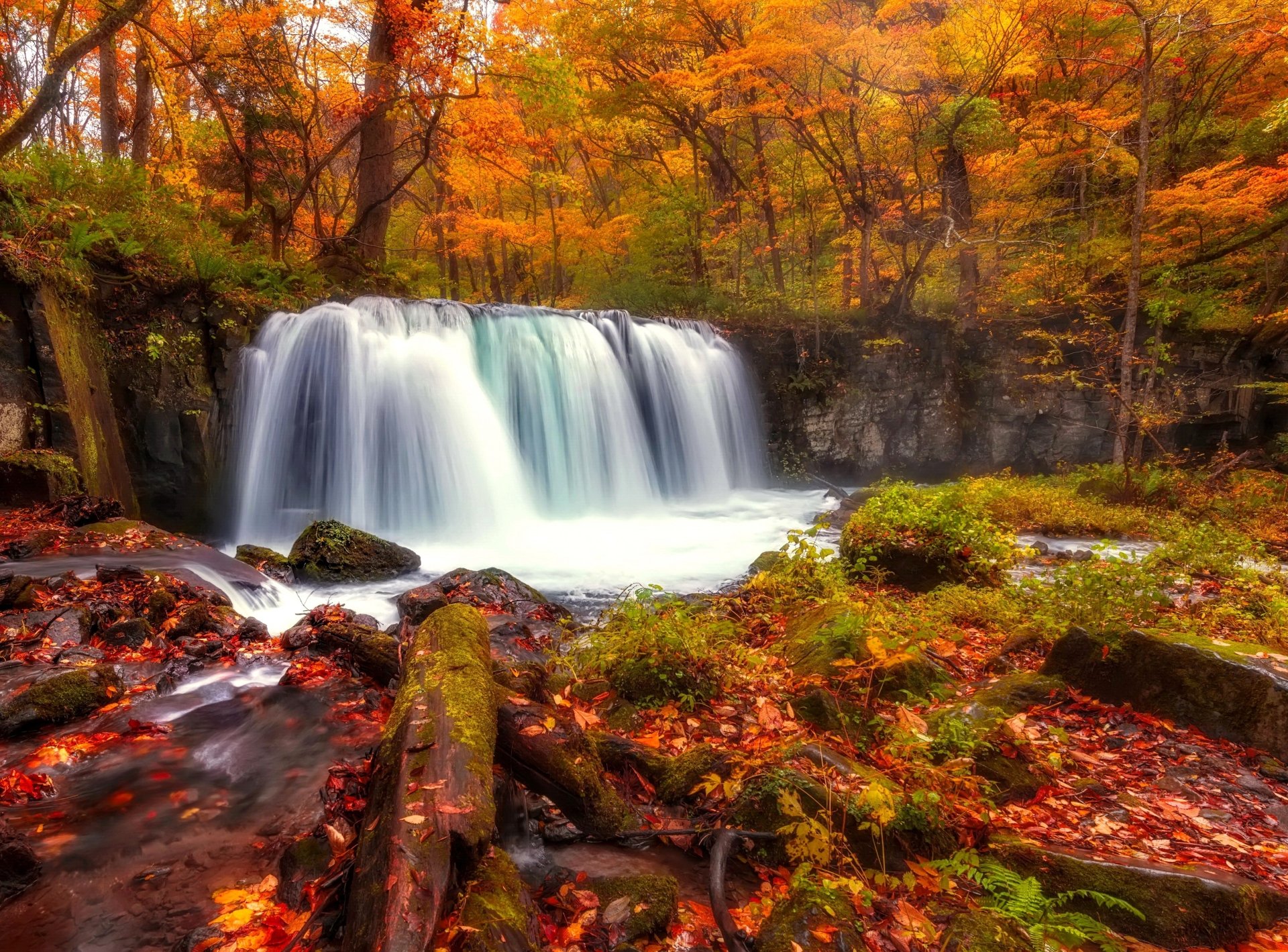 Download Forest Fall Tree Nature Waterfall HD Wallpaper