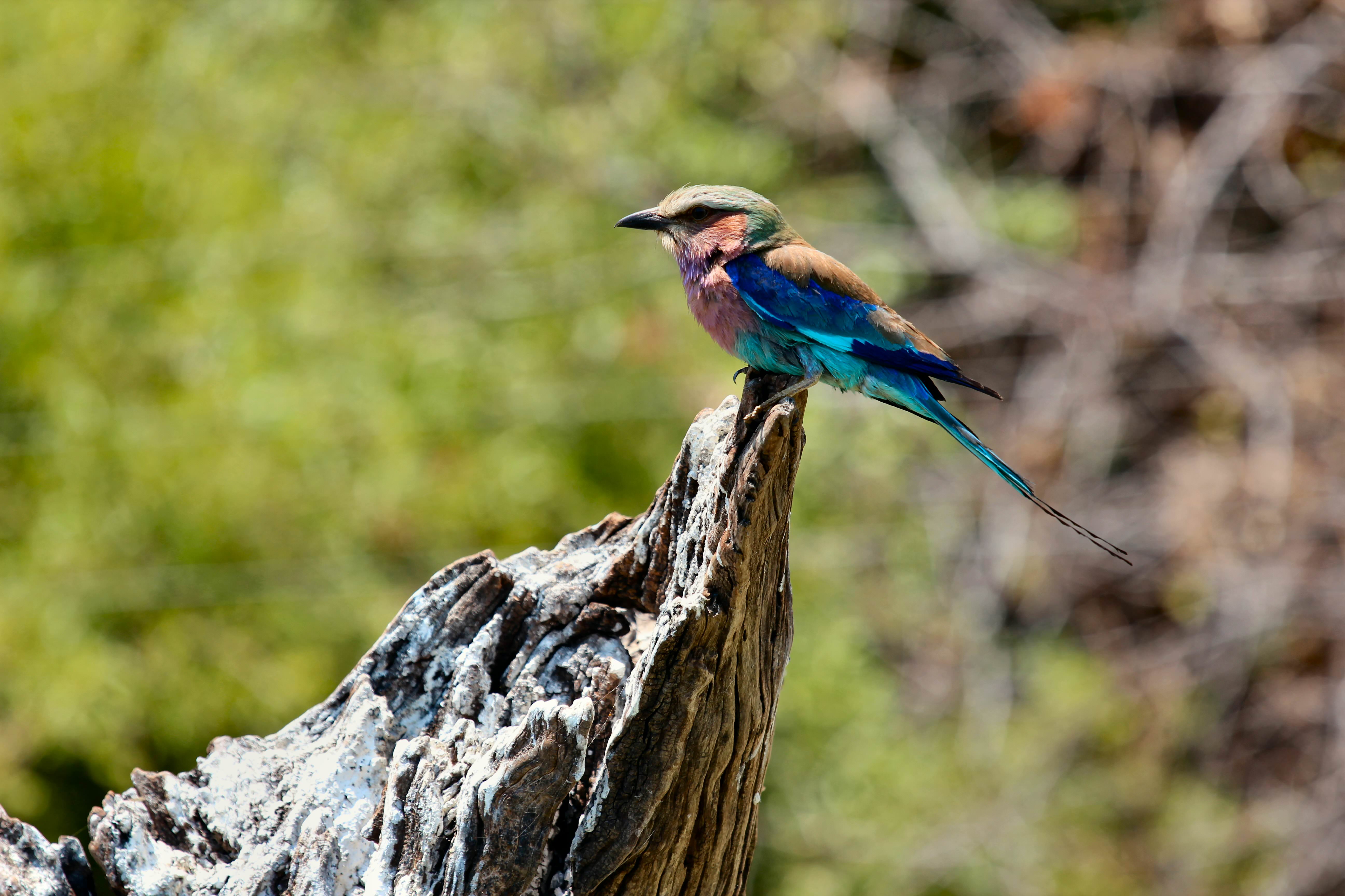 Download Depth Of Field Bird Animal Lilac-breasted Roller 4k Ultra HD ...