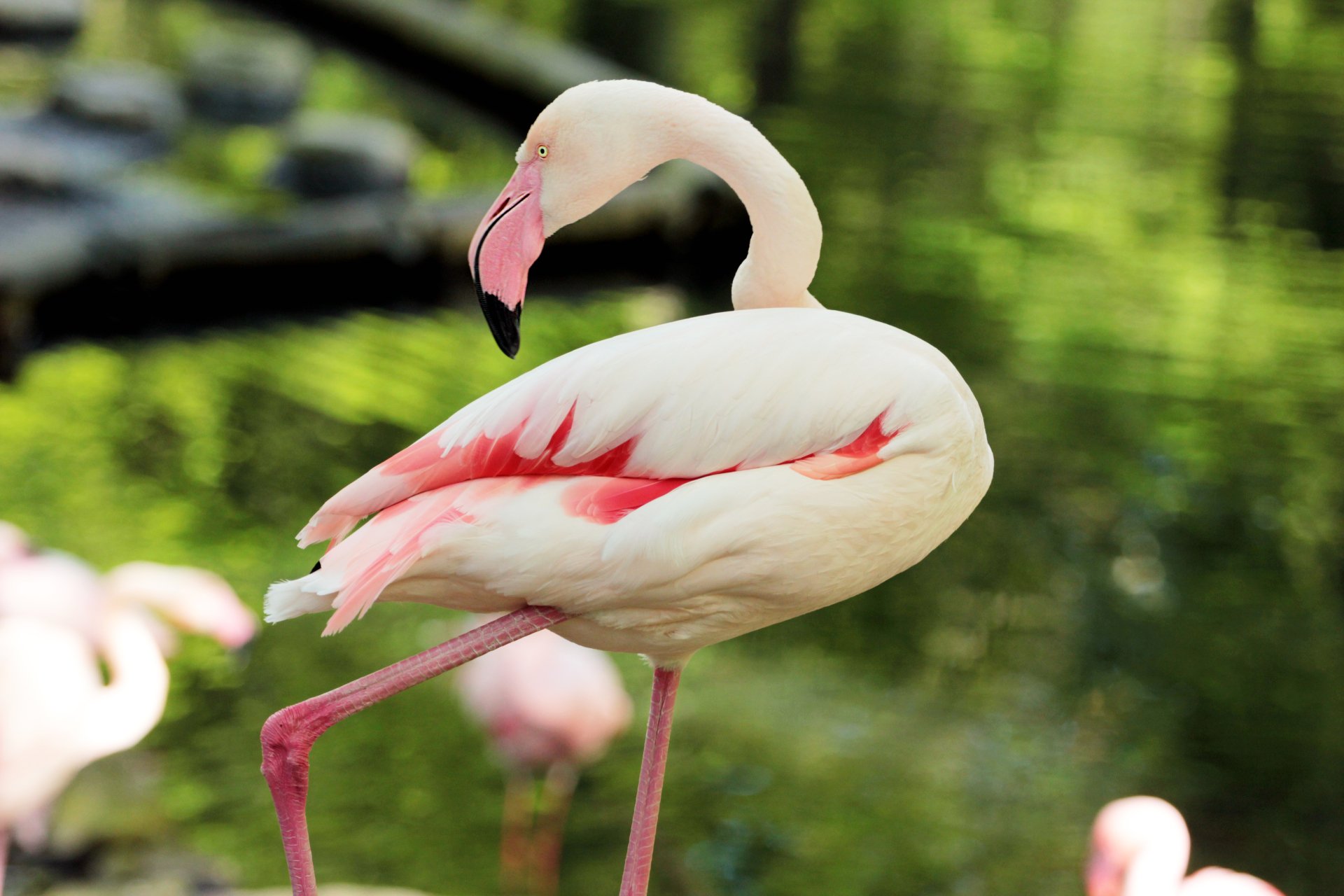 Download Bird Animal Flamingo 4k Ultra HD Wallpaper