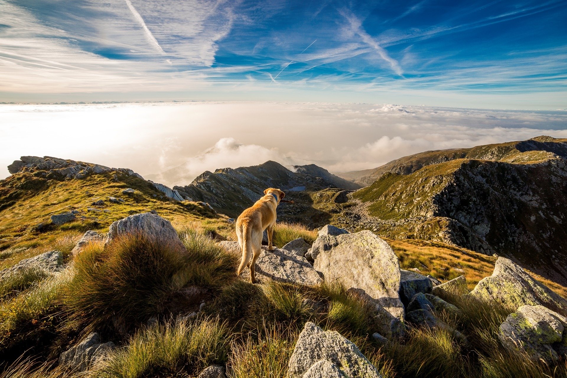 Italy Alps Dog Adventure - HD Wallpaper