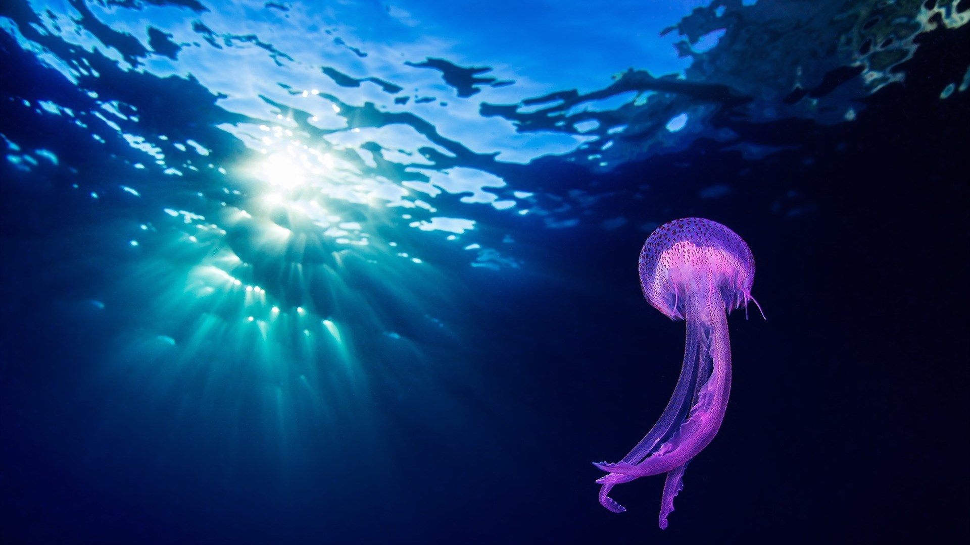 Radiant Jellyfish: Stunning HD Ocean Wildlife Wallpaper