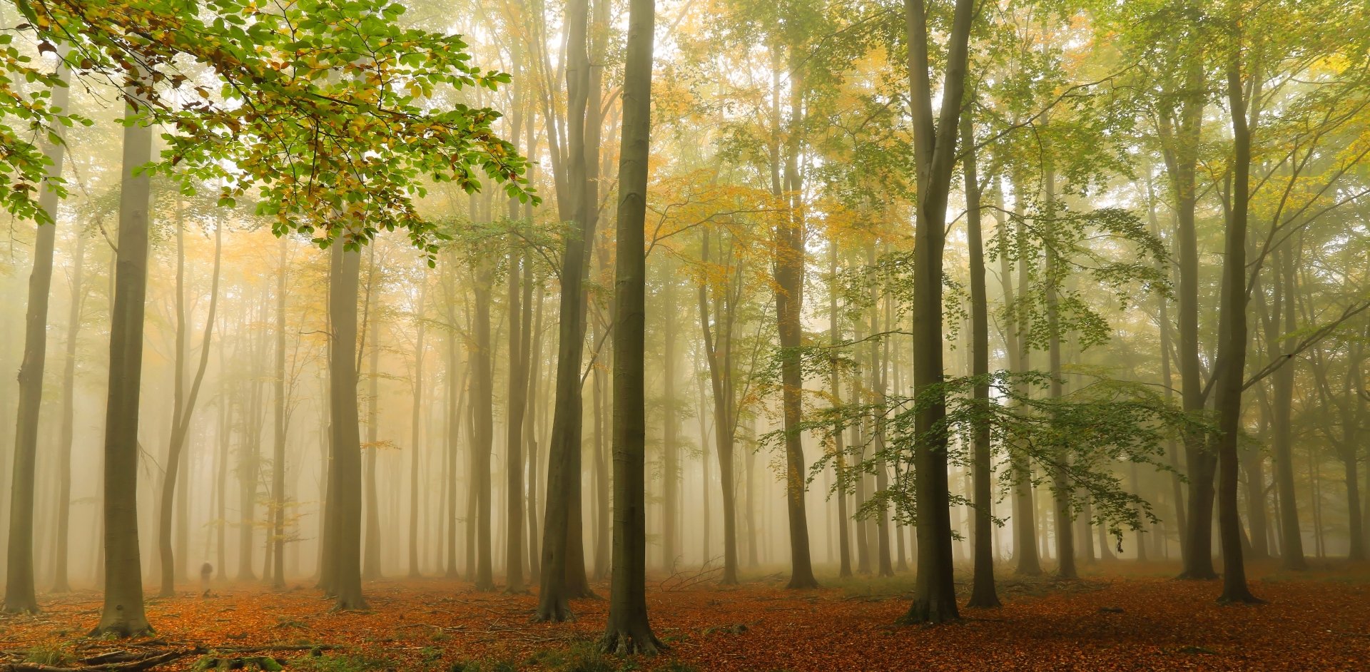 Download Forest Tree Nature Fog 4k Ultra HD Wallpaper