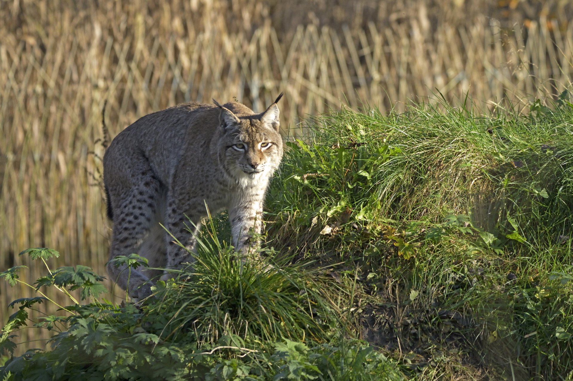 Lynx in Lush Grass - 4K Ultra HD Wildlife Wallpaper