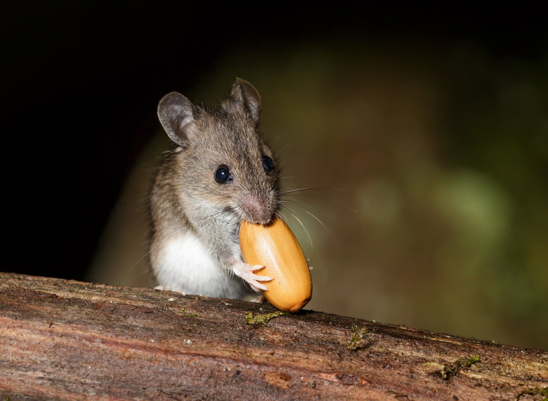 Download Rodent Animal Mouse HD Wallpaper