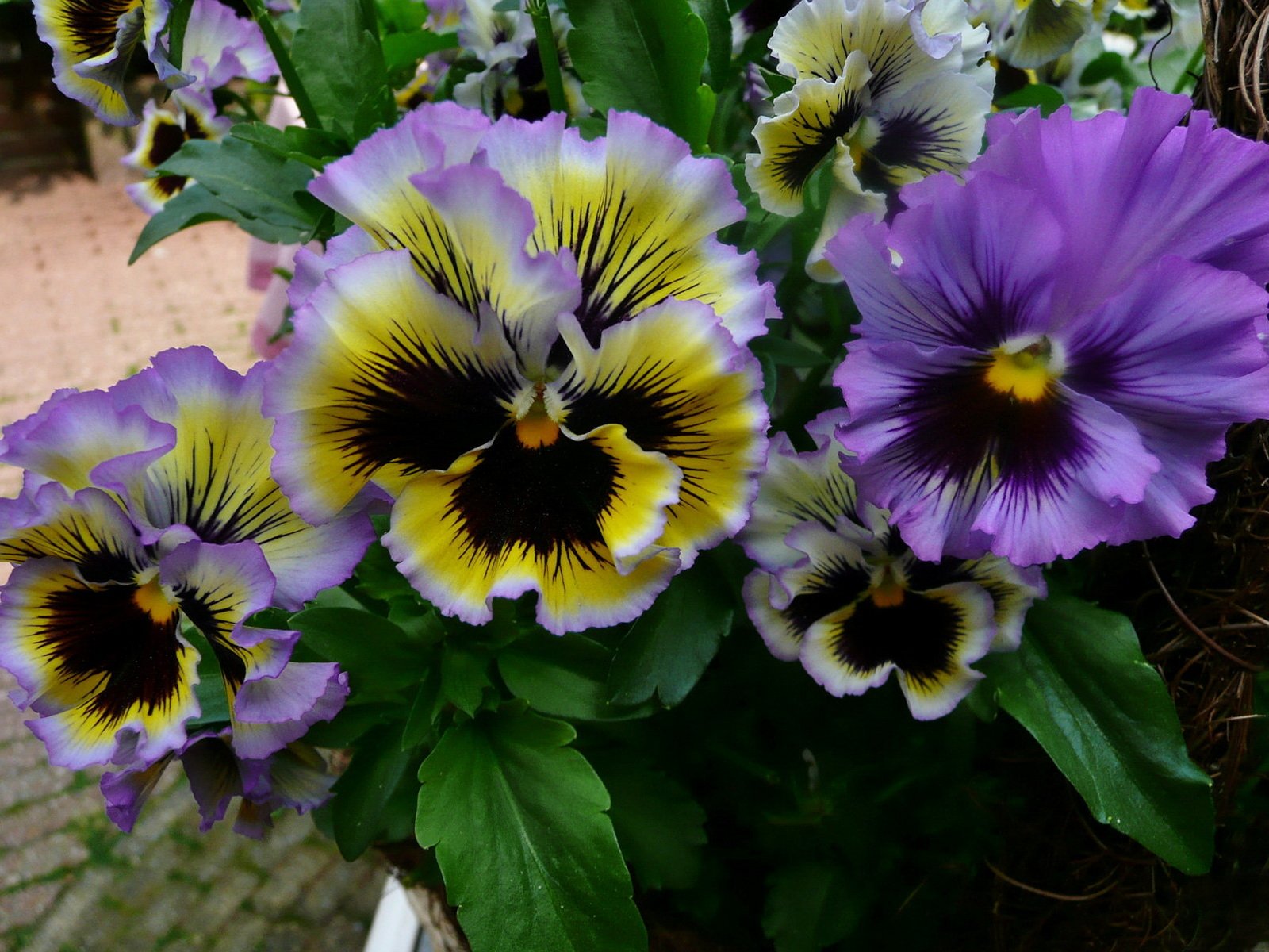 Download Purple Flower Flower Nature Pansy Wallpaper