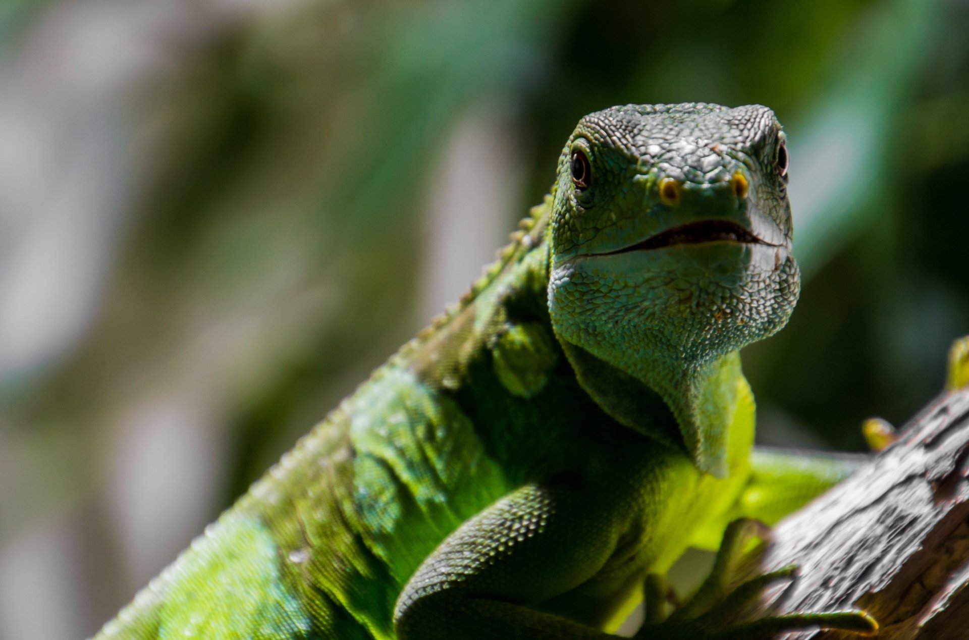 Download Green Lizard Animal Iguana 4k Ultra HD Wallpaper
