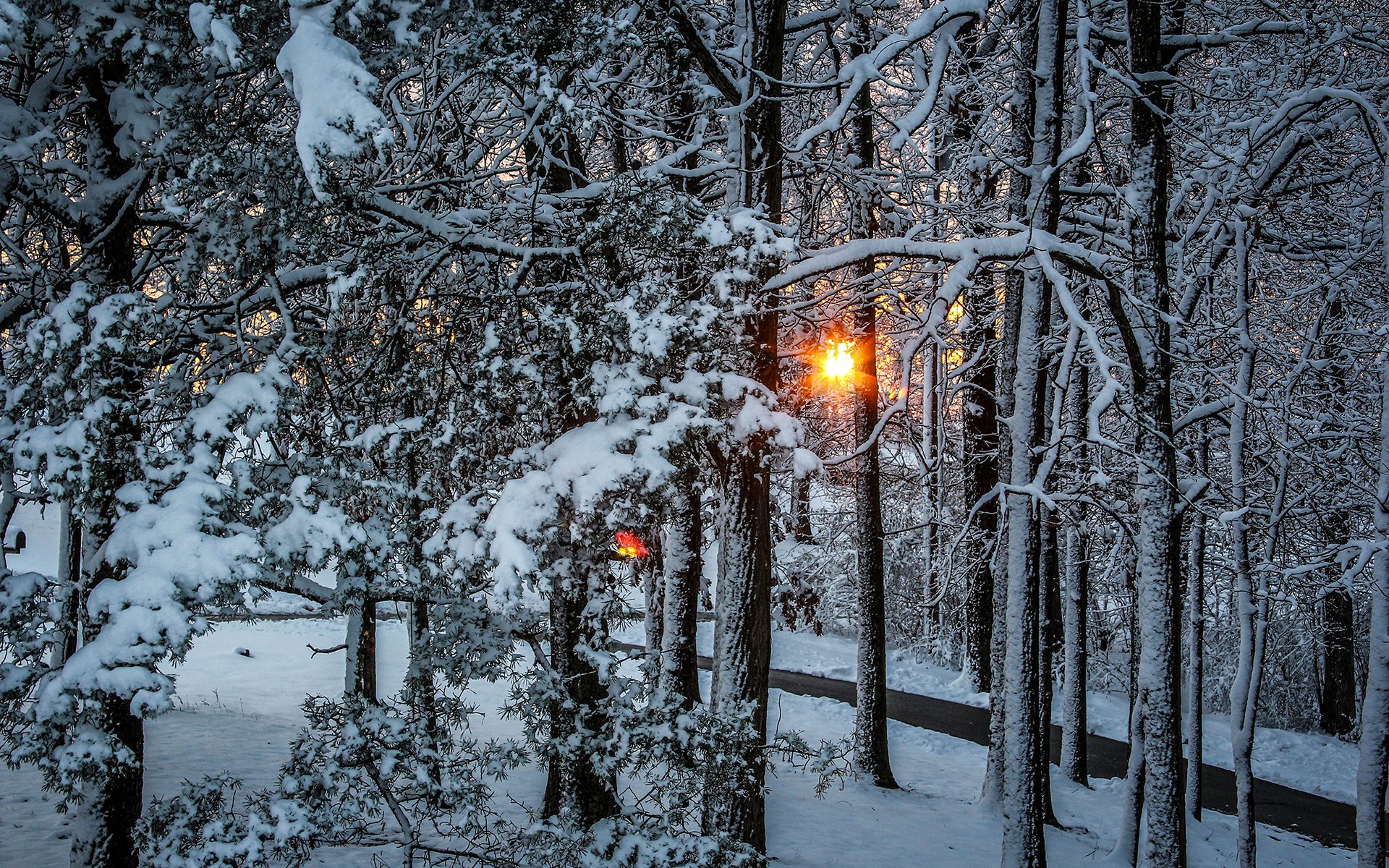 Winter Sunset Glow: Snow-Covered Forest HD Wallpaper | 1920x1200 ...