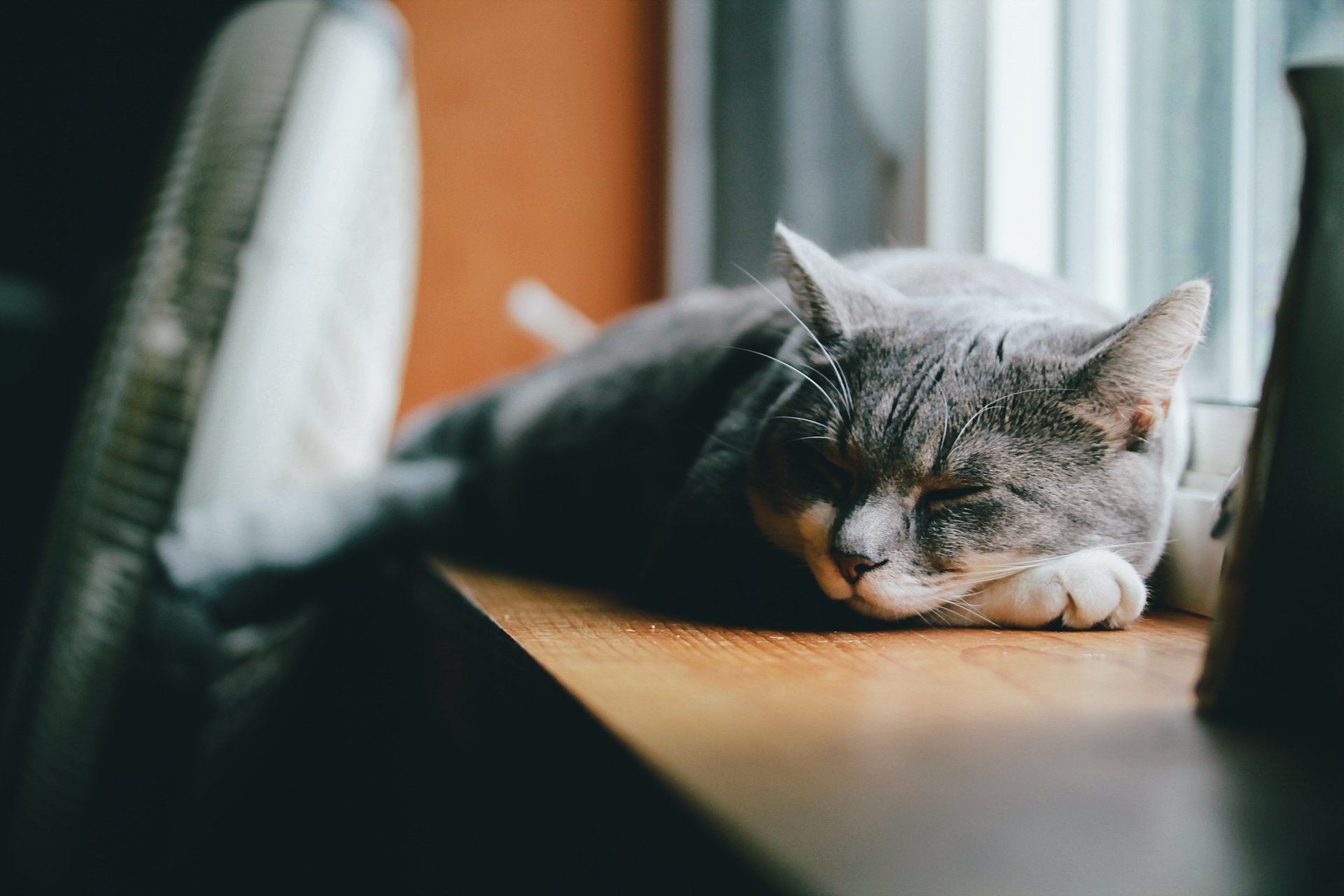 Download Sleeping Animal Cat 4k Ultra HD Wallpaper | 4272x2848 ...