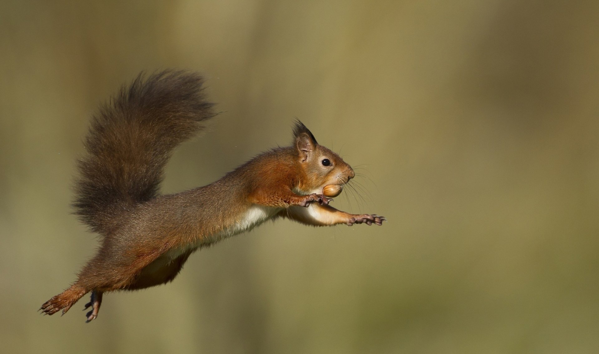 Download Jump Rodent Animal Squirrel HD Wallpaper