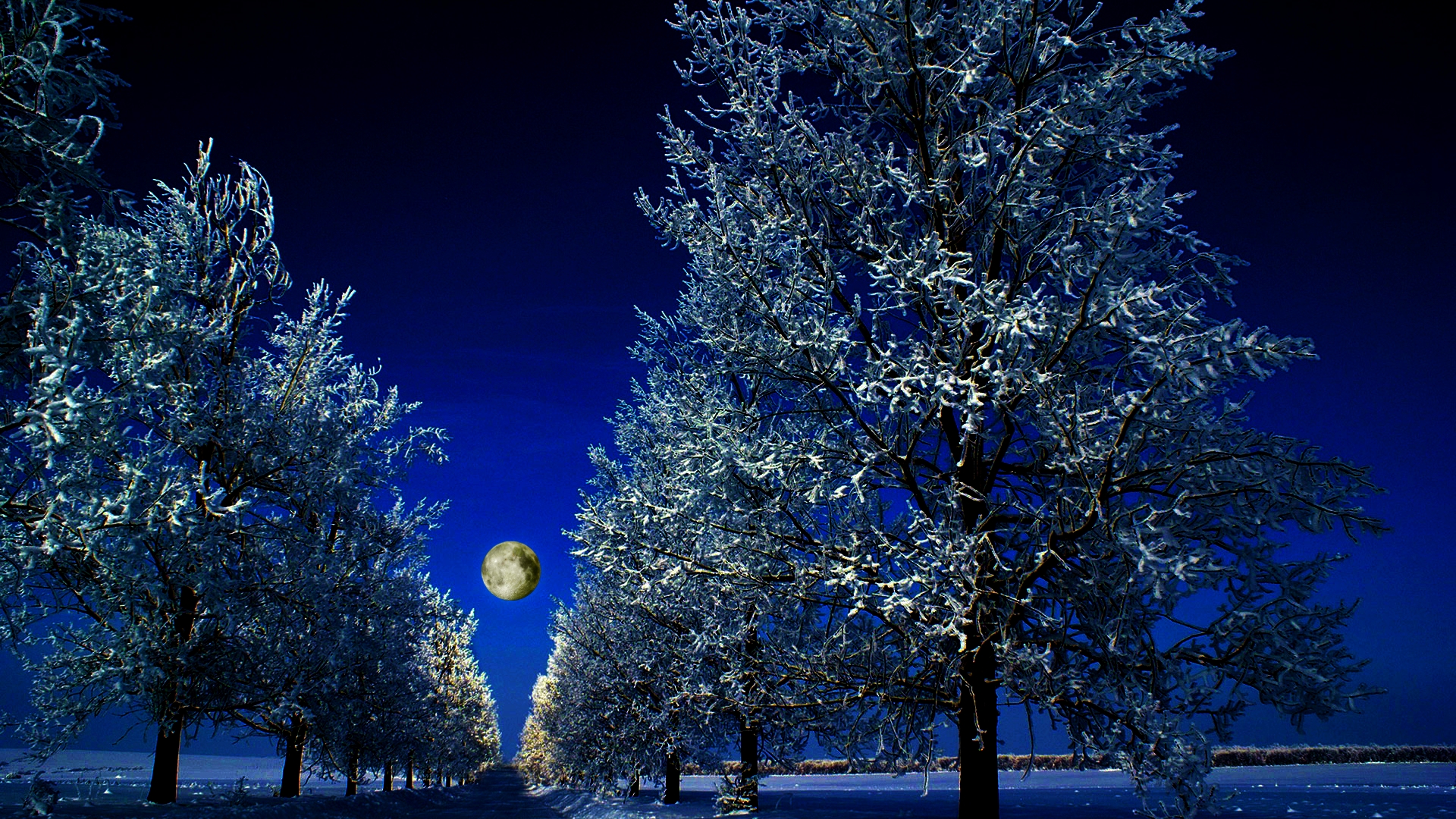 Download Tree-lined Night Moon Blue Tree Nature Winter Winter Night HD ...