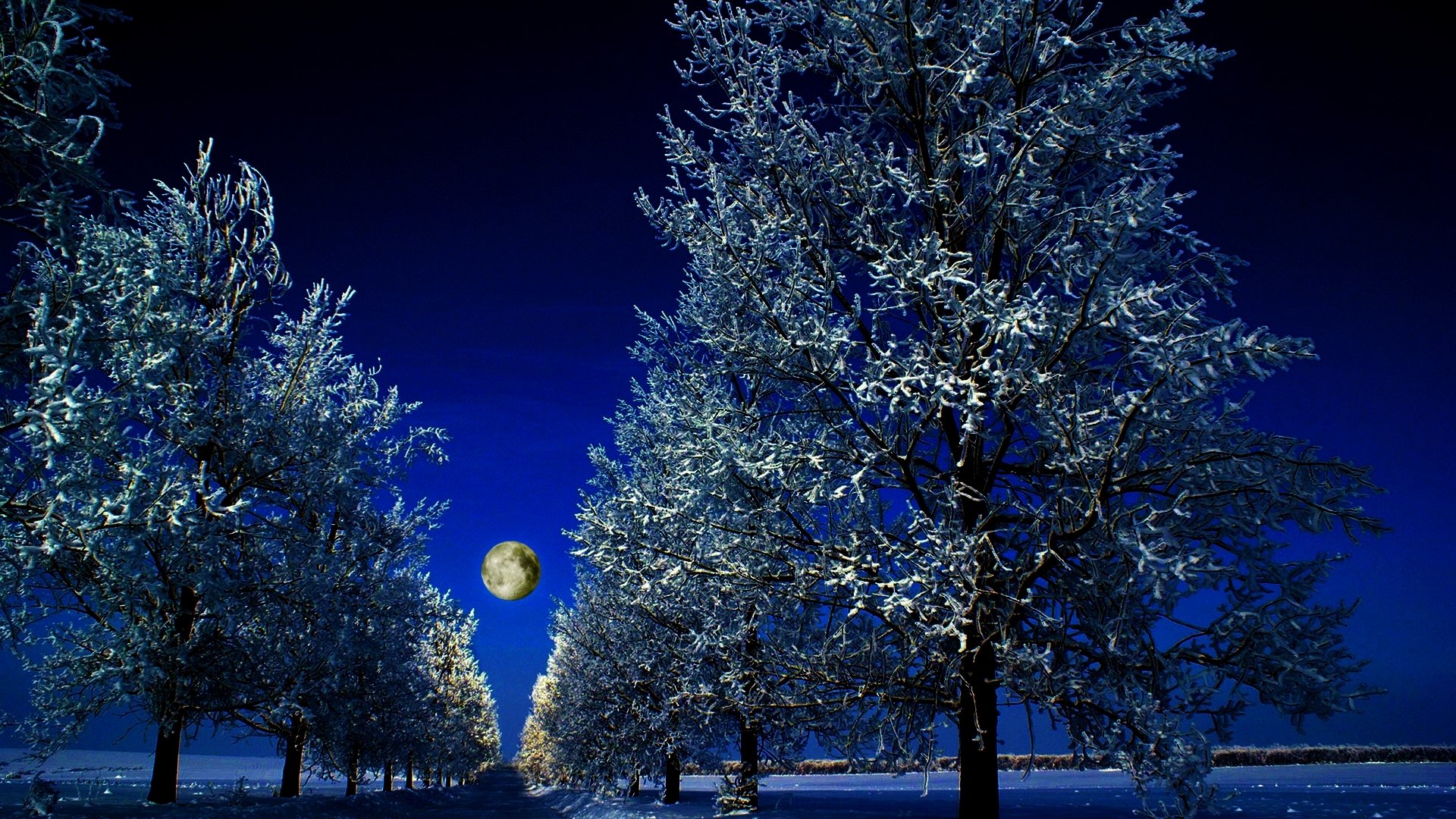 Download Tree-lined Night Moon Blue Tree Nature Winter Winter Night HD ...