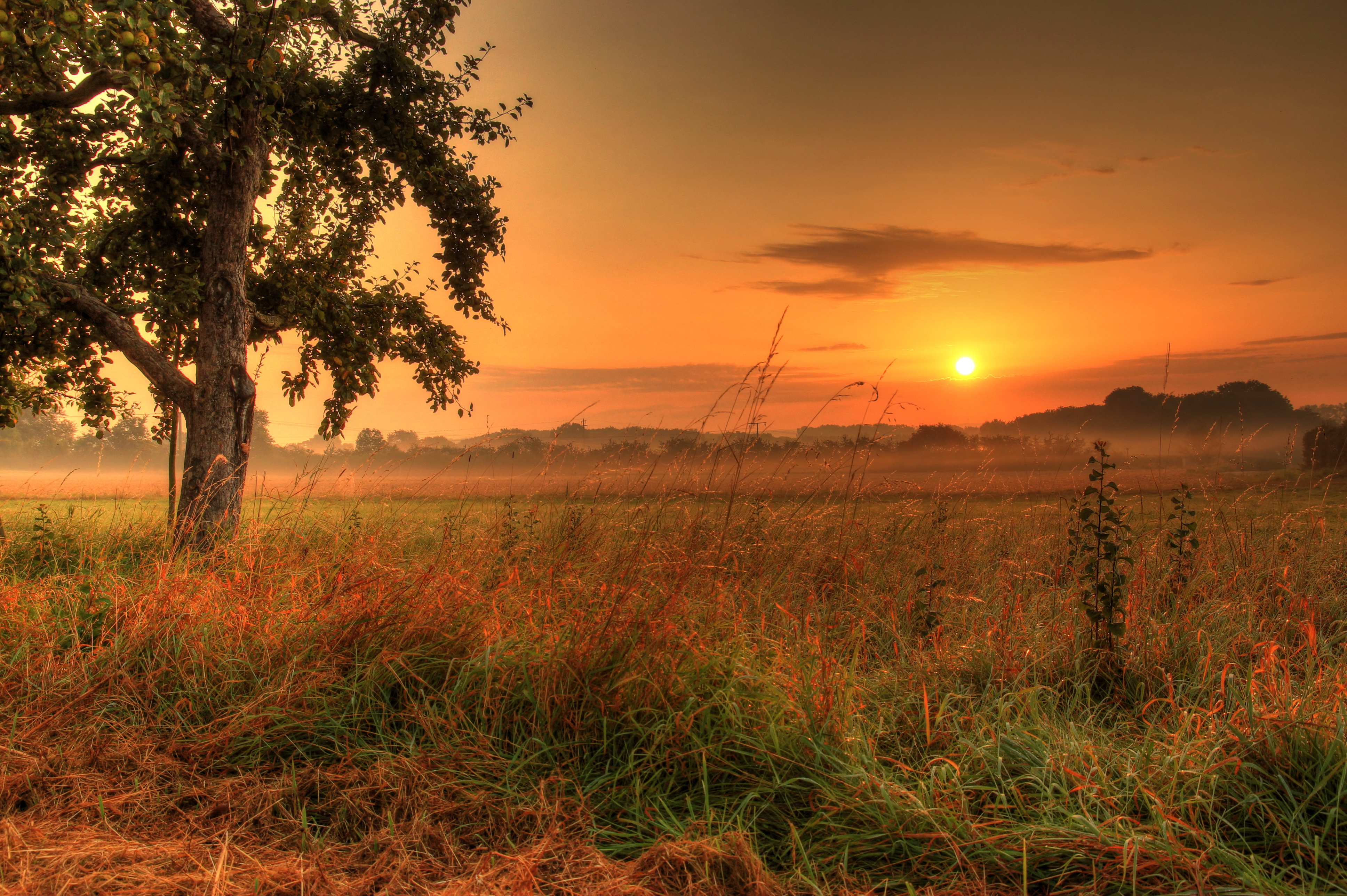 Download Tree Field Nature Sunset 4k Ultra HD Wallpaper