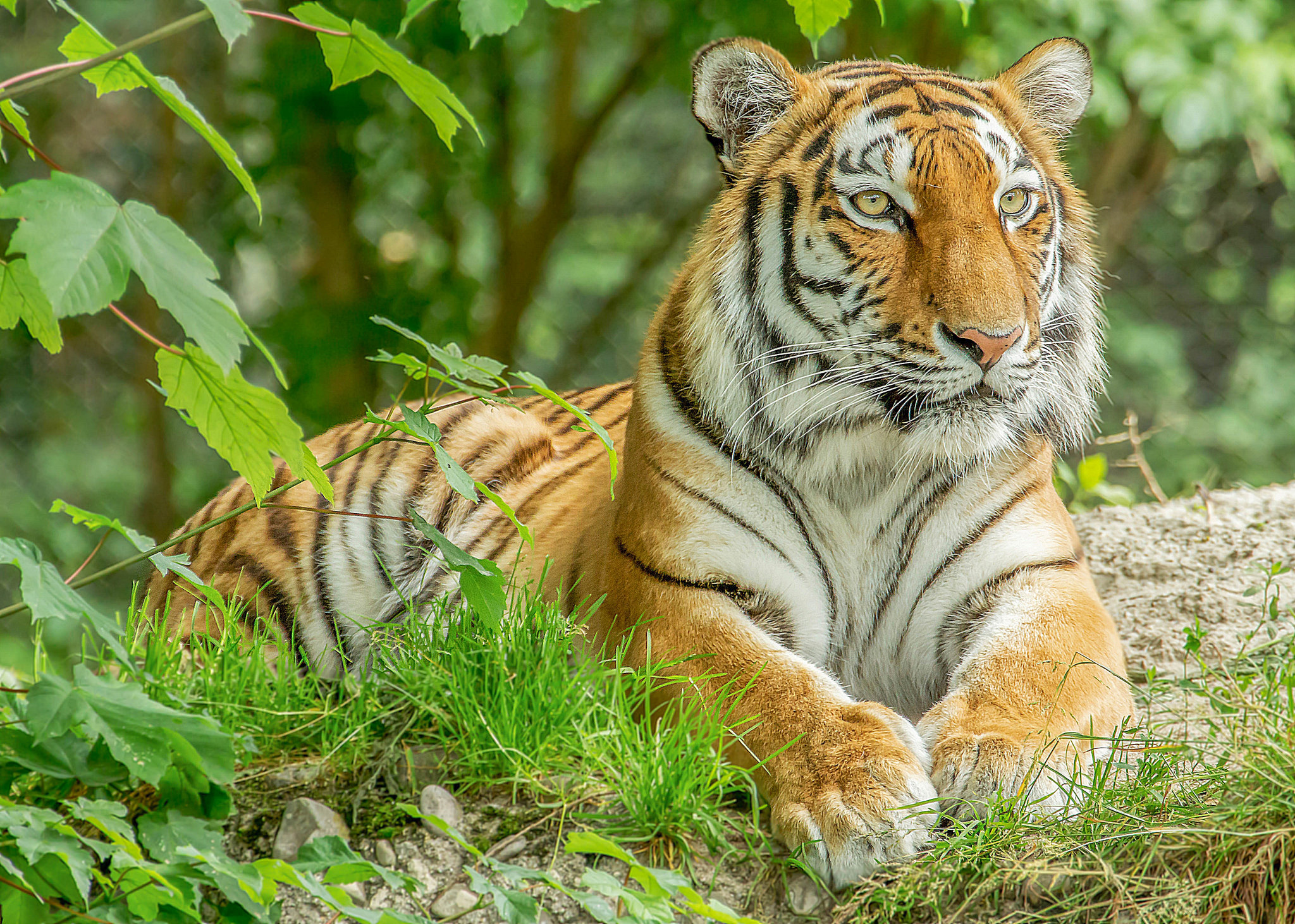 Beautiful Tiger Beautiful Amur Tiger Stock Image. Image Of Eyes, White