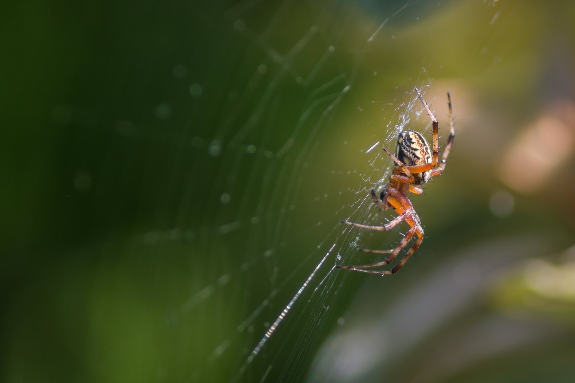 Download Spider Spider Web Macro Animal HD Wallpaper
