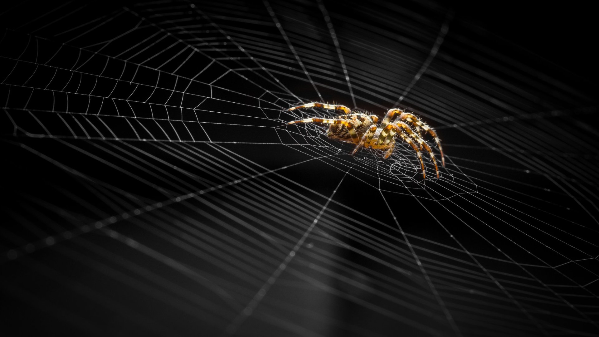 Download Macro Spider Spider Web Animal HD Wallpaper