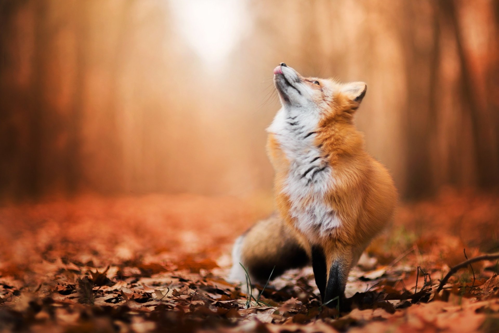 Autumn Fox HD Wallpaper