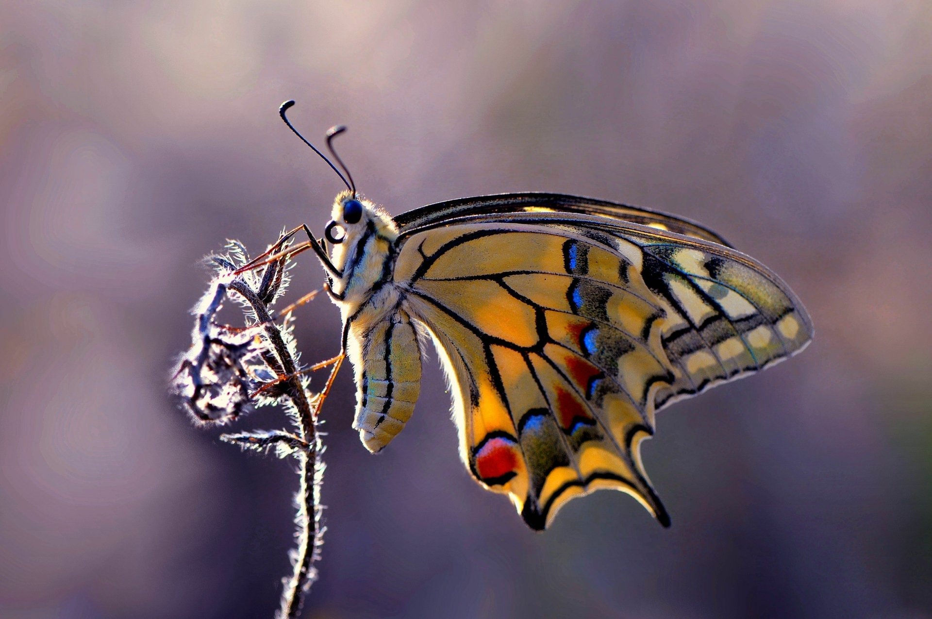 Download Colorful Animal Butterfly HD Wallpaper