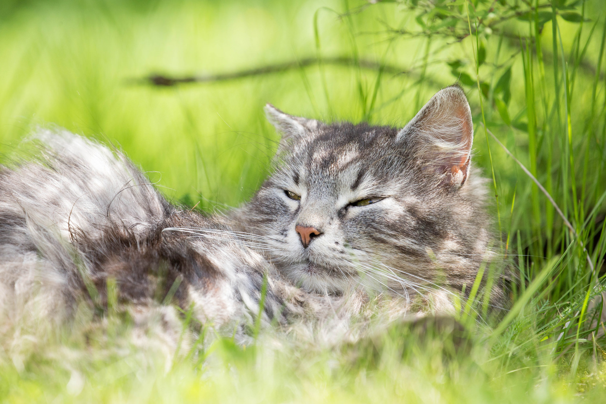 Download Resting Animal Cat HD Wallpaper