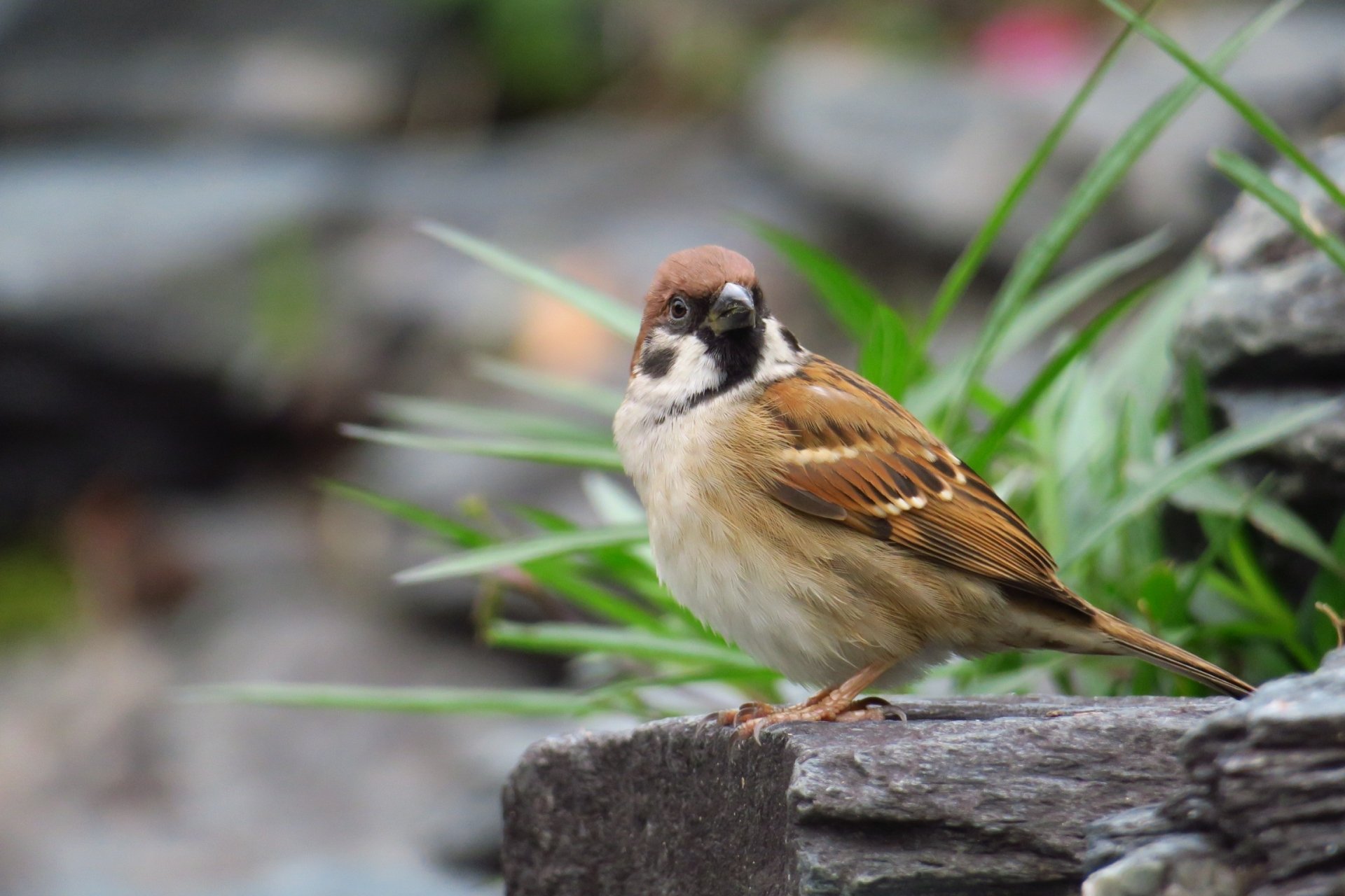 Sparrow in Focus — HD Bird Wallpaper