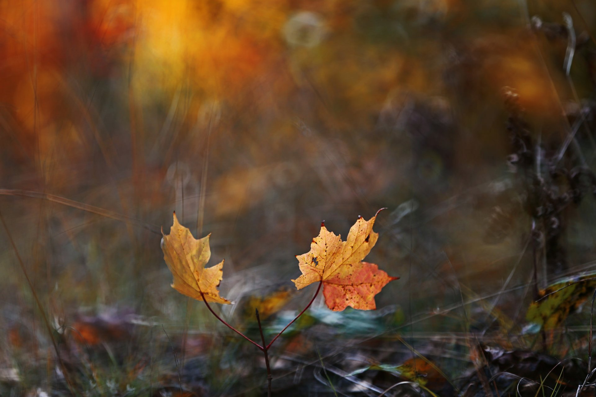 Download Bokeh Fall Nature Leaf HD Wallpaper | 2048x1365 | Wallpaper Abyss