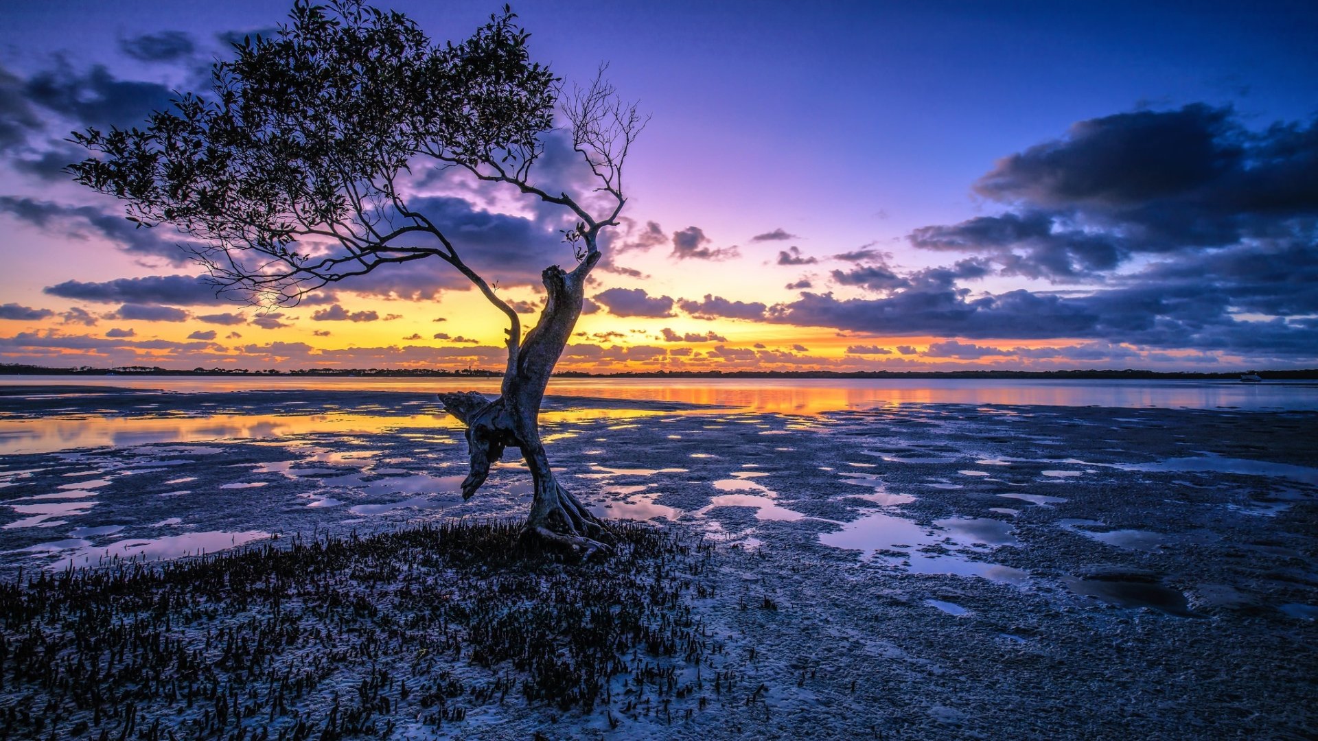 Download Twisted Tree Lake Cloud Sky Horizon Sunset Nature Tree HD ...